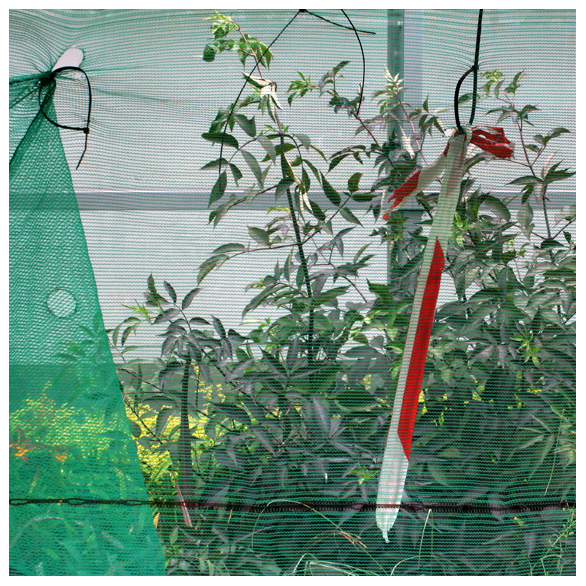 Elevation — MIKE CHISHOLM