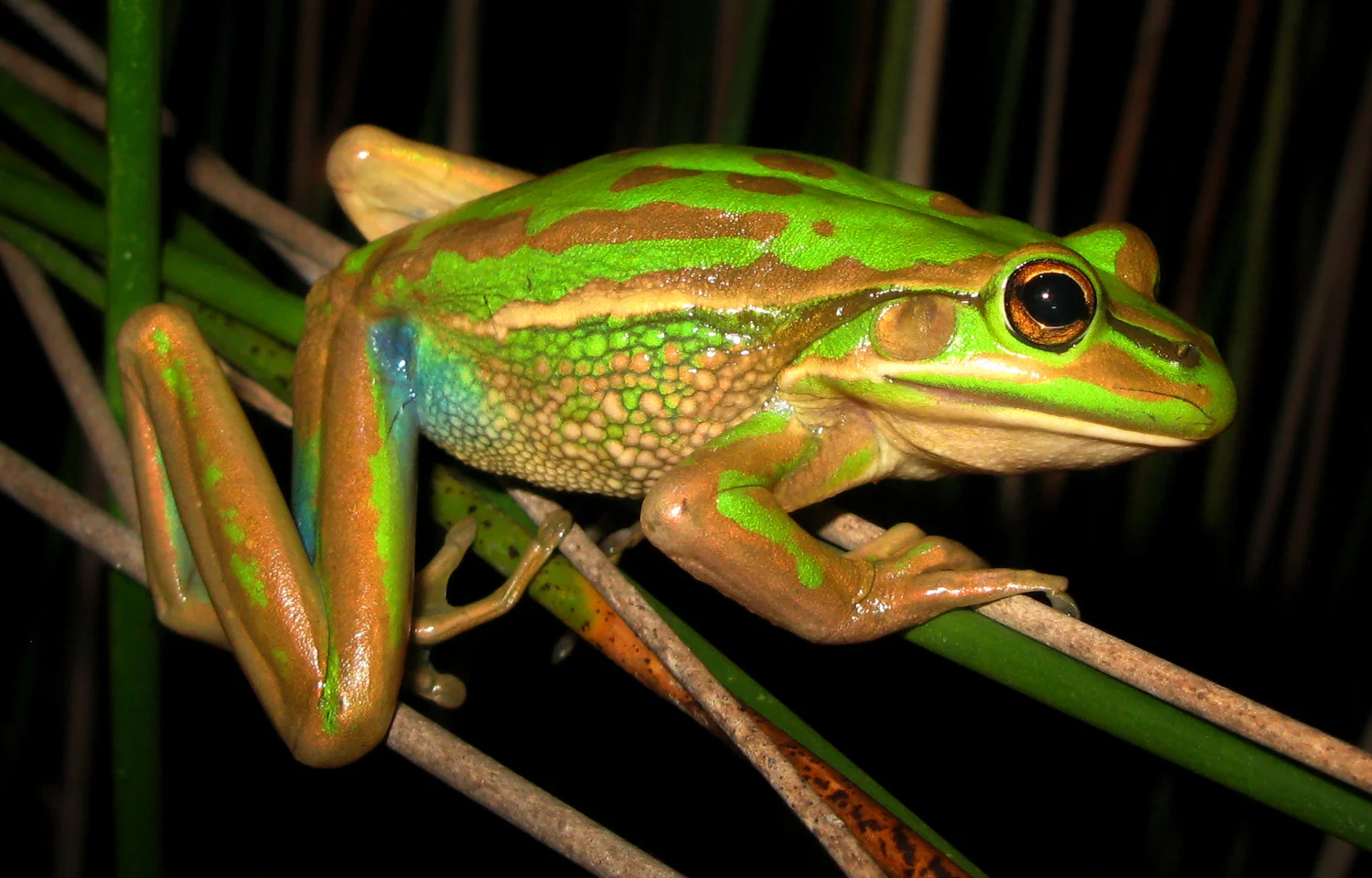 Projects — Evan Pickett