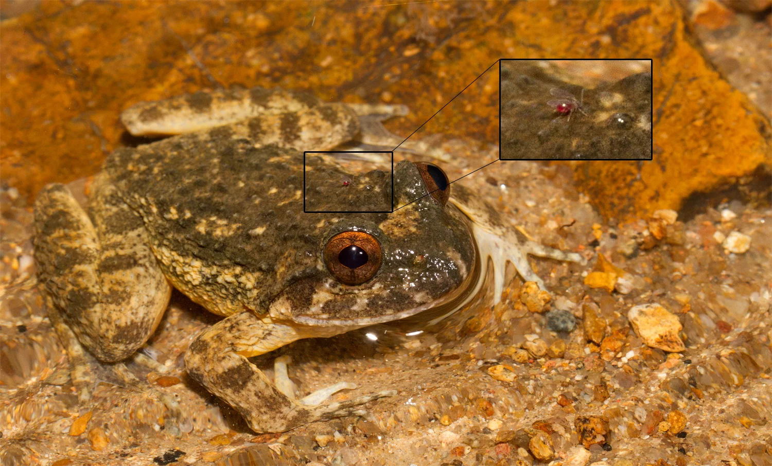 Projects — Evan Pickett