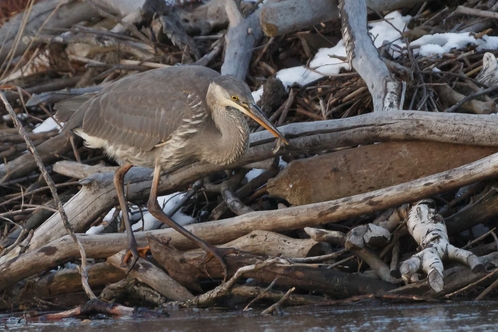 6 Composition Tips for Bird Photography — More Than A Snapshot