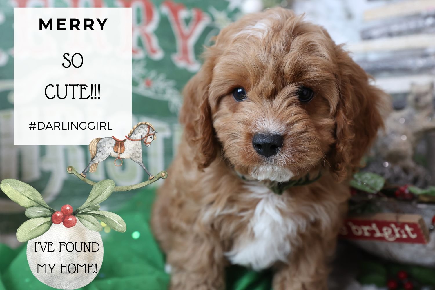 Cavapoo Puppies for Sale | Cavapoo Breeders