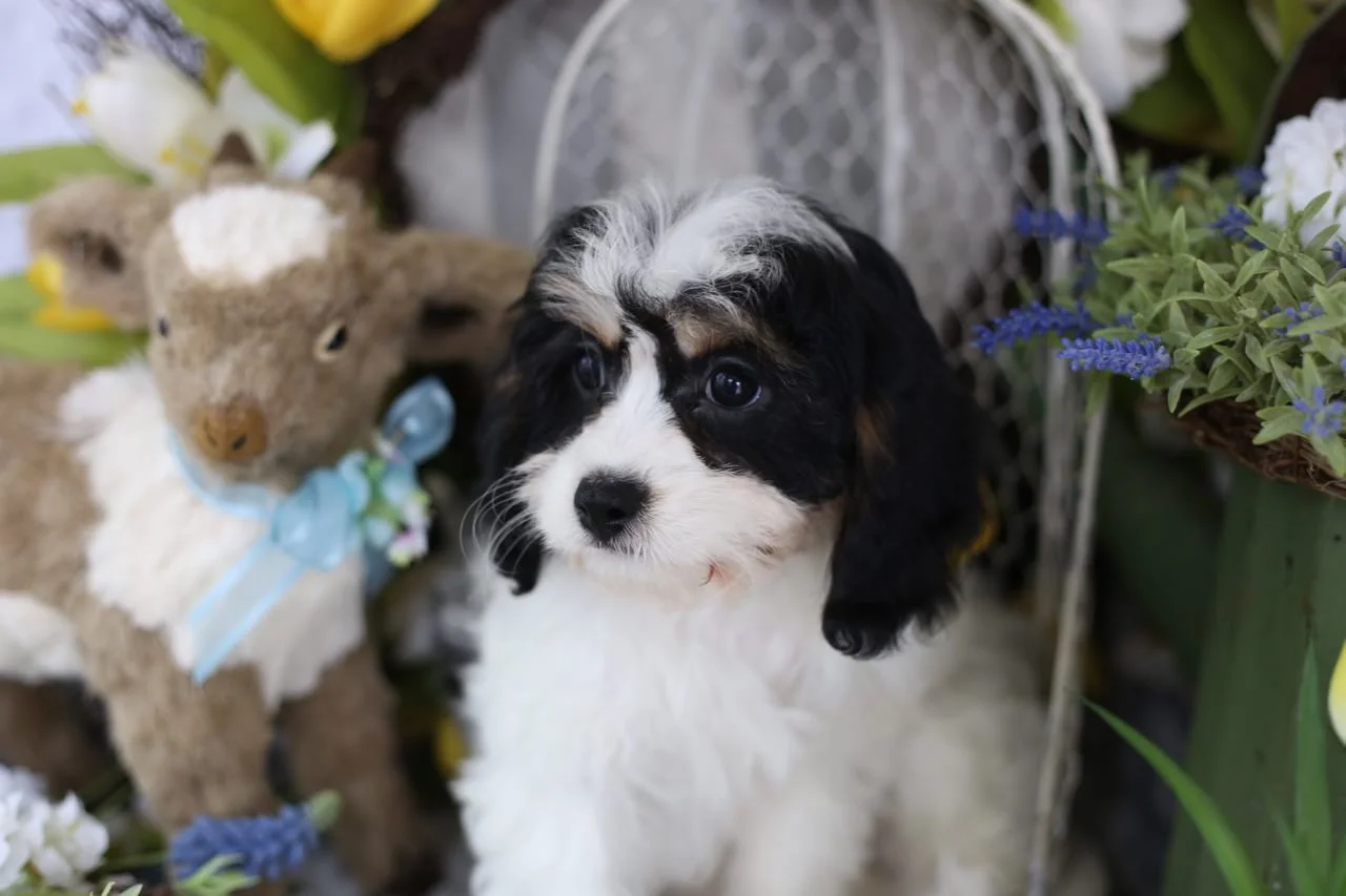 Happily Ever After II - Foxglove Farm Cavachon And Cavapoo Puppies ...