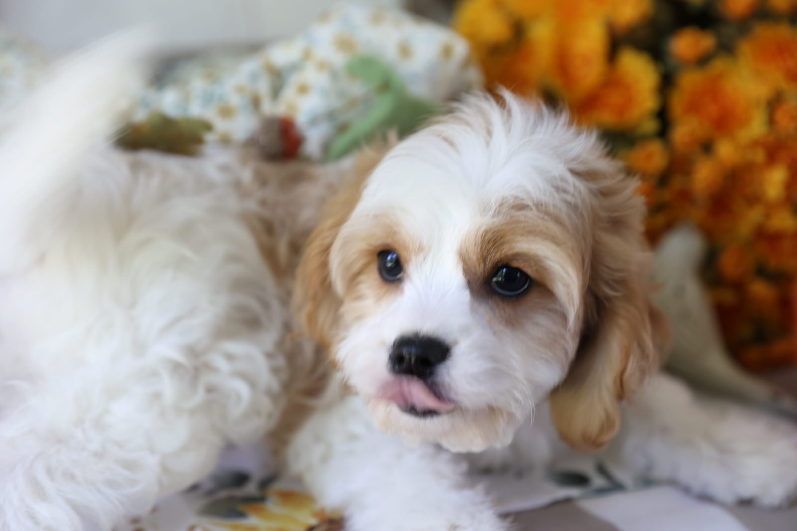 How Big Do Cavachons Get
