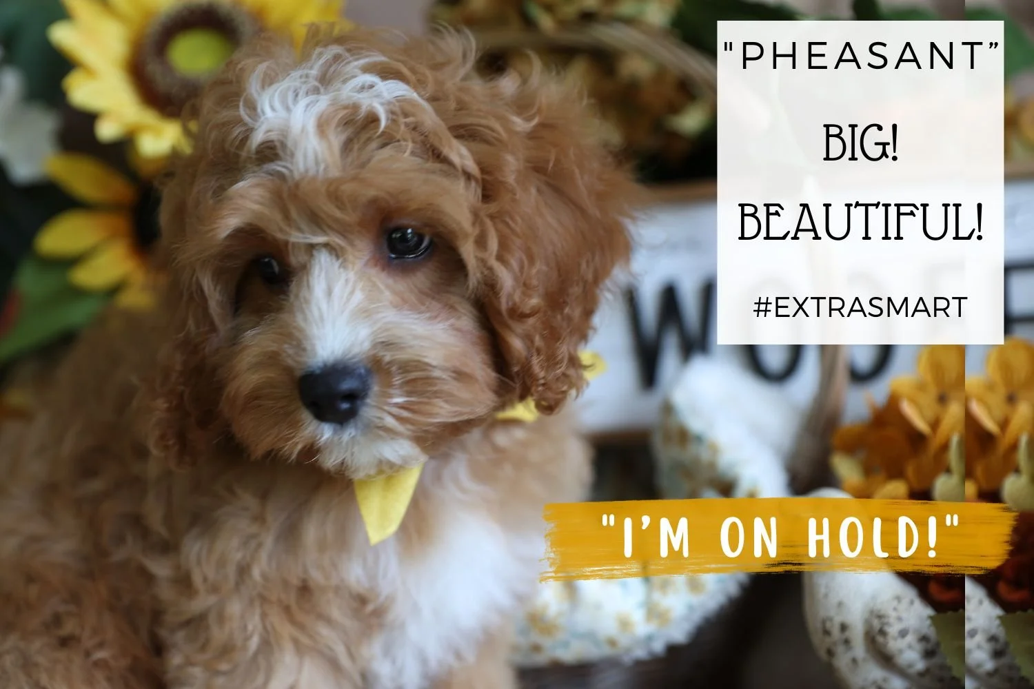 Ruby Cavachon