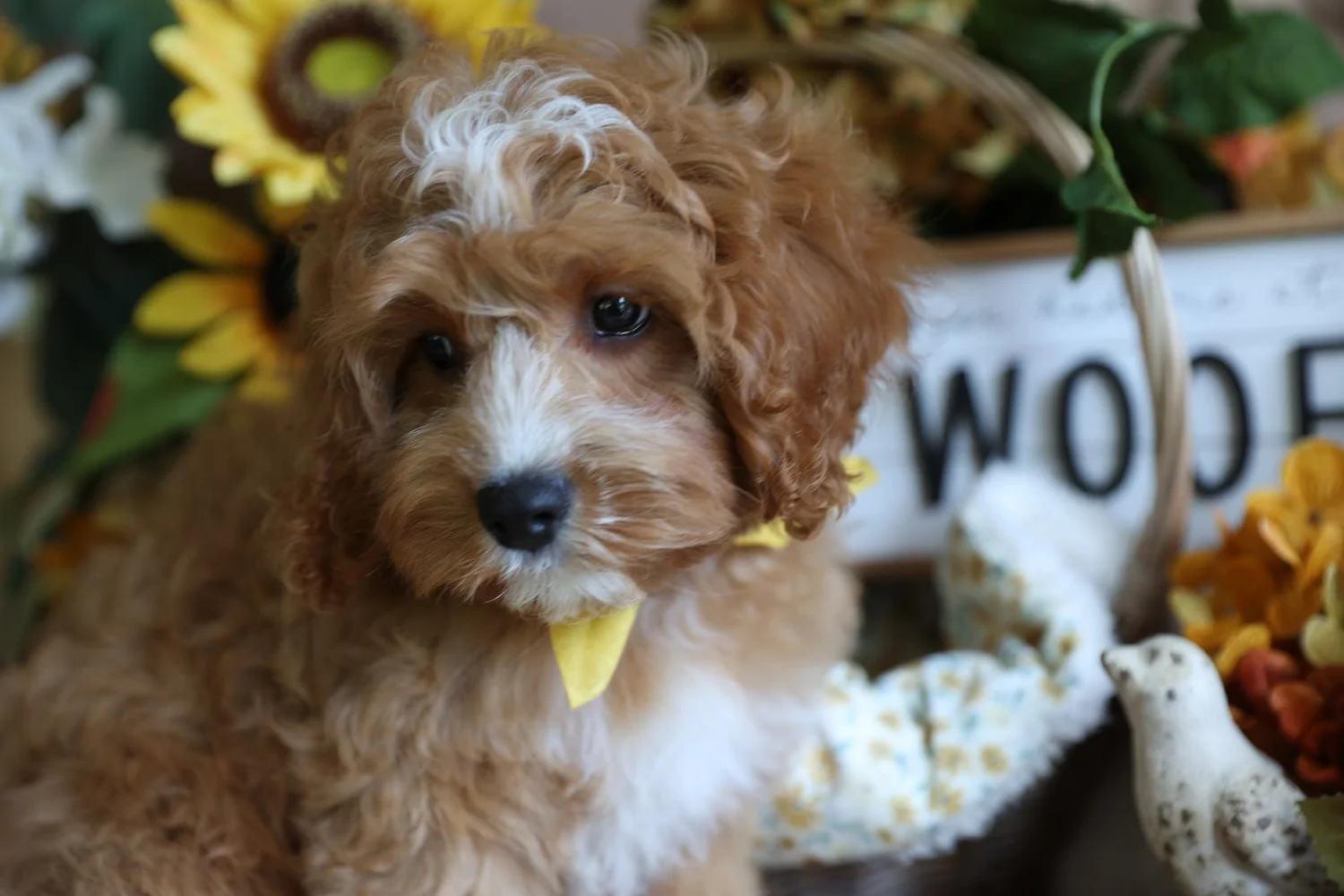 Cavapoo Full Grown