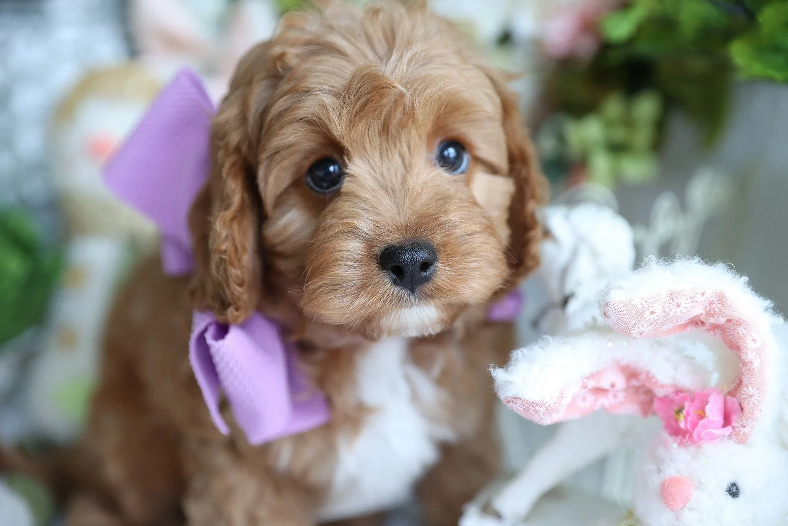 Cavapoo Puppies For Sale | Cavapoo Breeders
