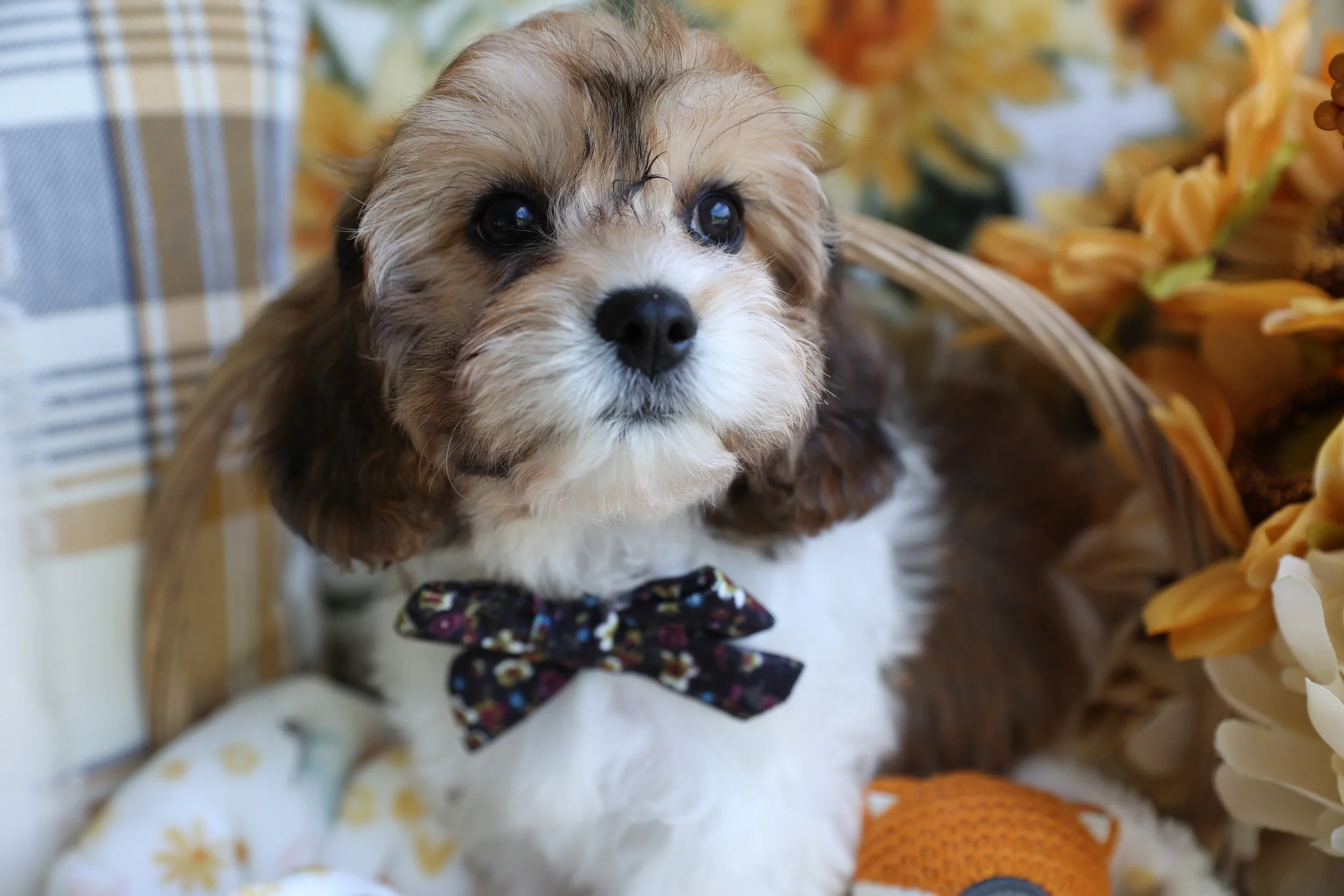 Cavachon Puppies for Sale | Cavachon Breeders