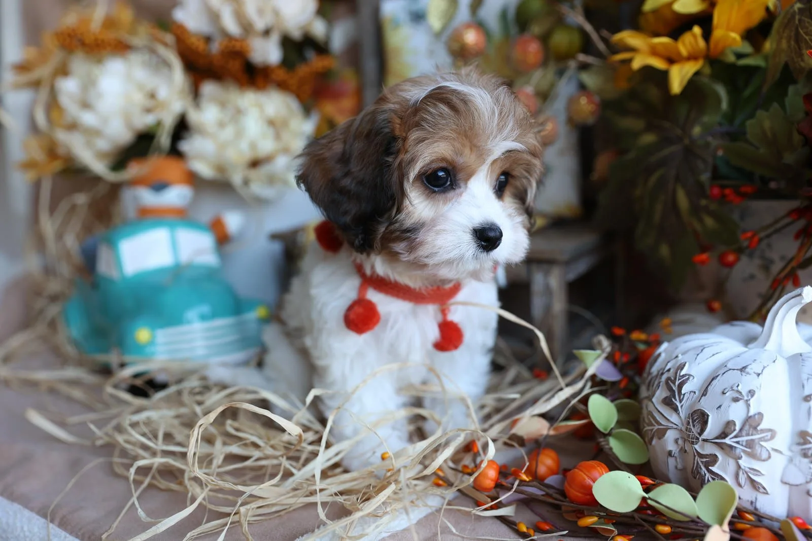 Cavachon Puppies for Sale | Cavachon Breeders