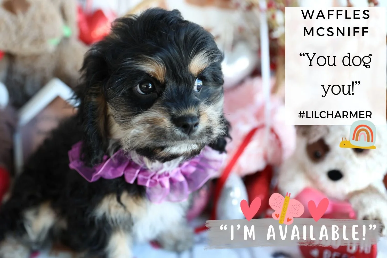 Foxglove Farm Waffles McSniff "I'm Available!"
