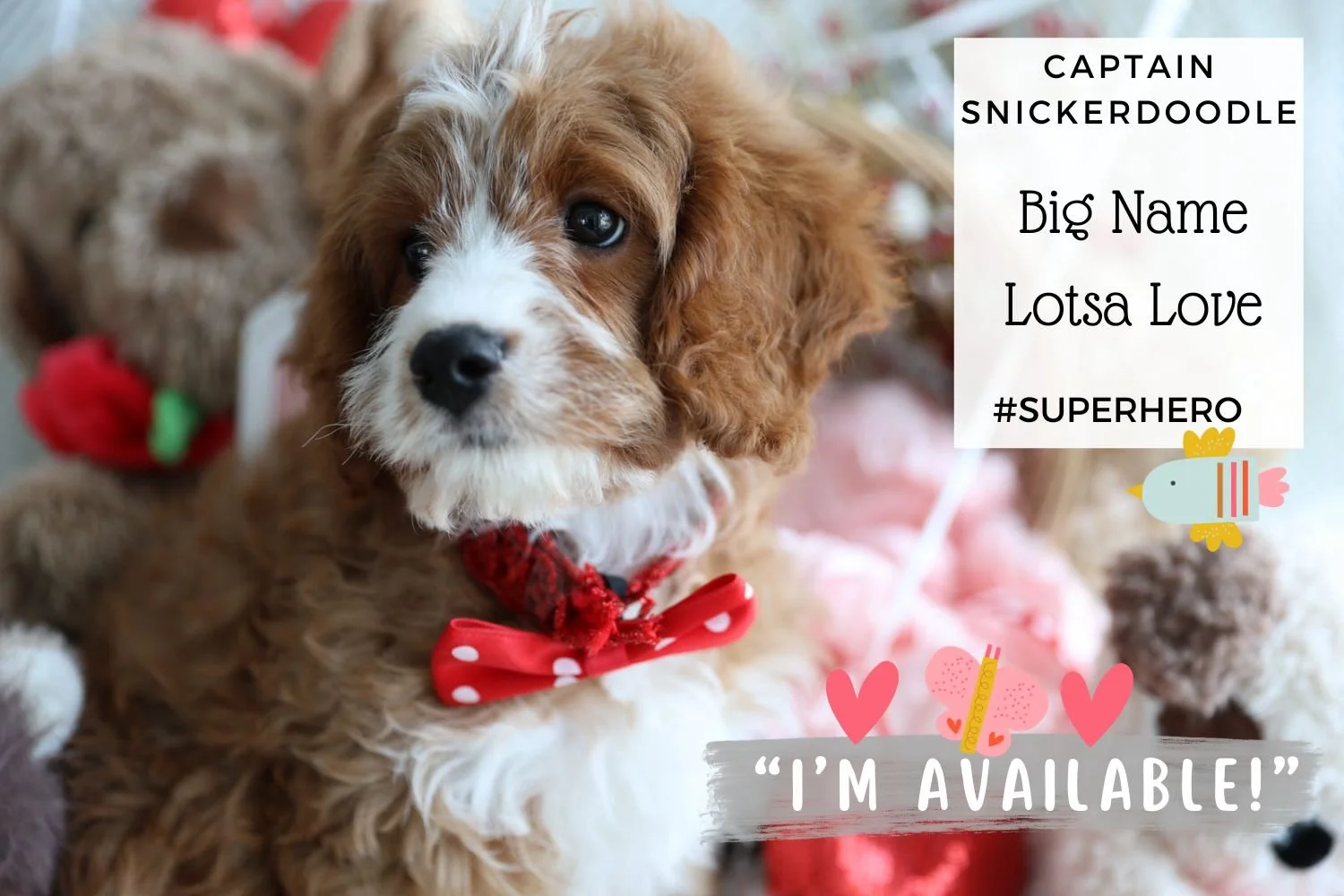 Foxglove Farm Captain Snickerdoodle "I'm Available!"