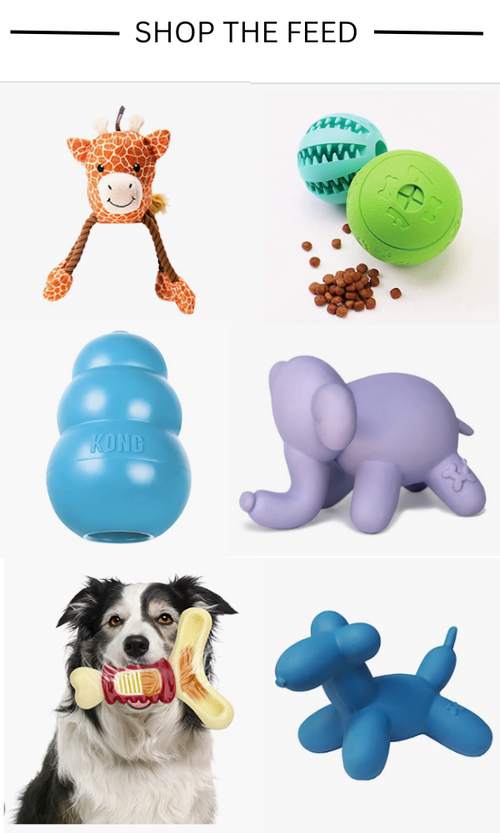 10 New Puppy Essentials | The Supplies Your Puppy Needs