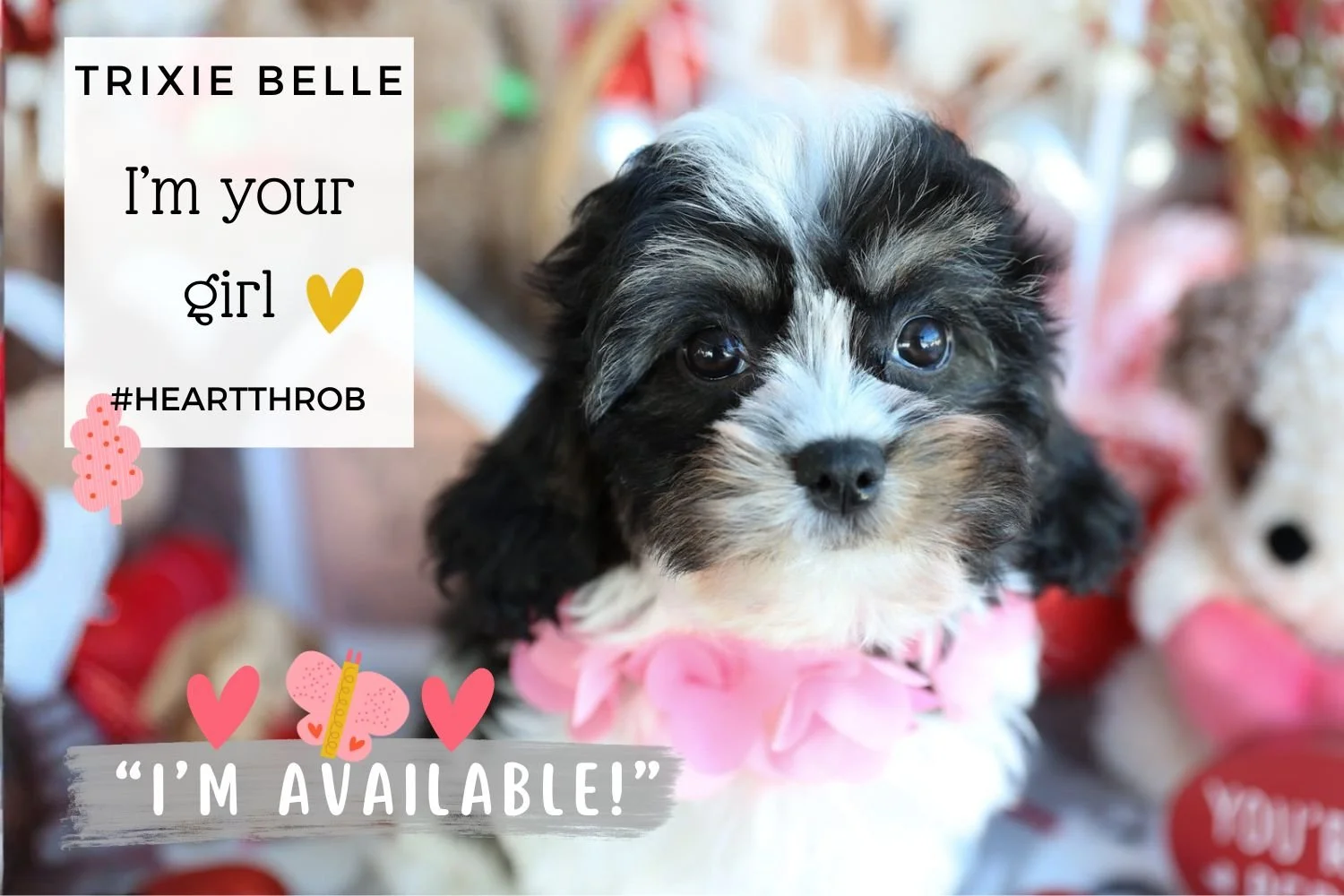 Foxglove Farm Trixie Belle "I'm Adorable!" (Oops! I meant Available!)