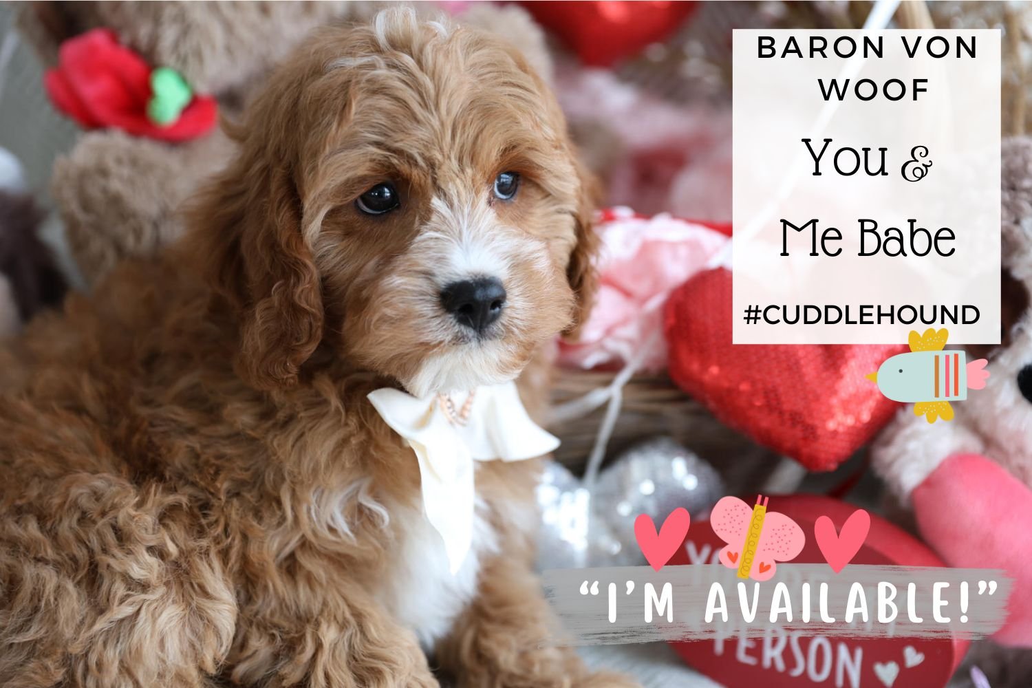 Foxglove Farm Baron Von Woof "I'm Available!"