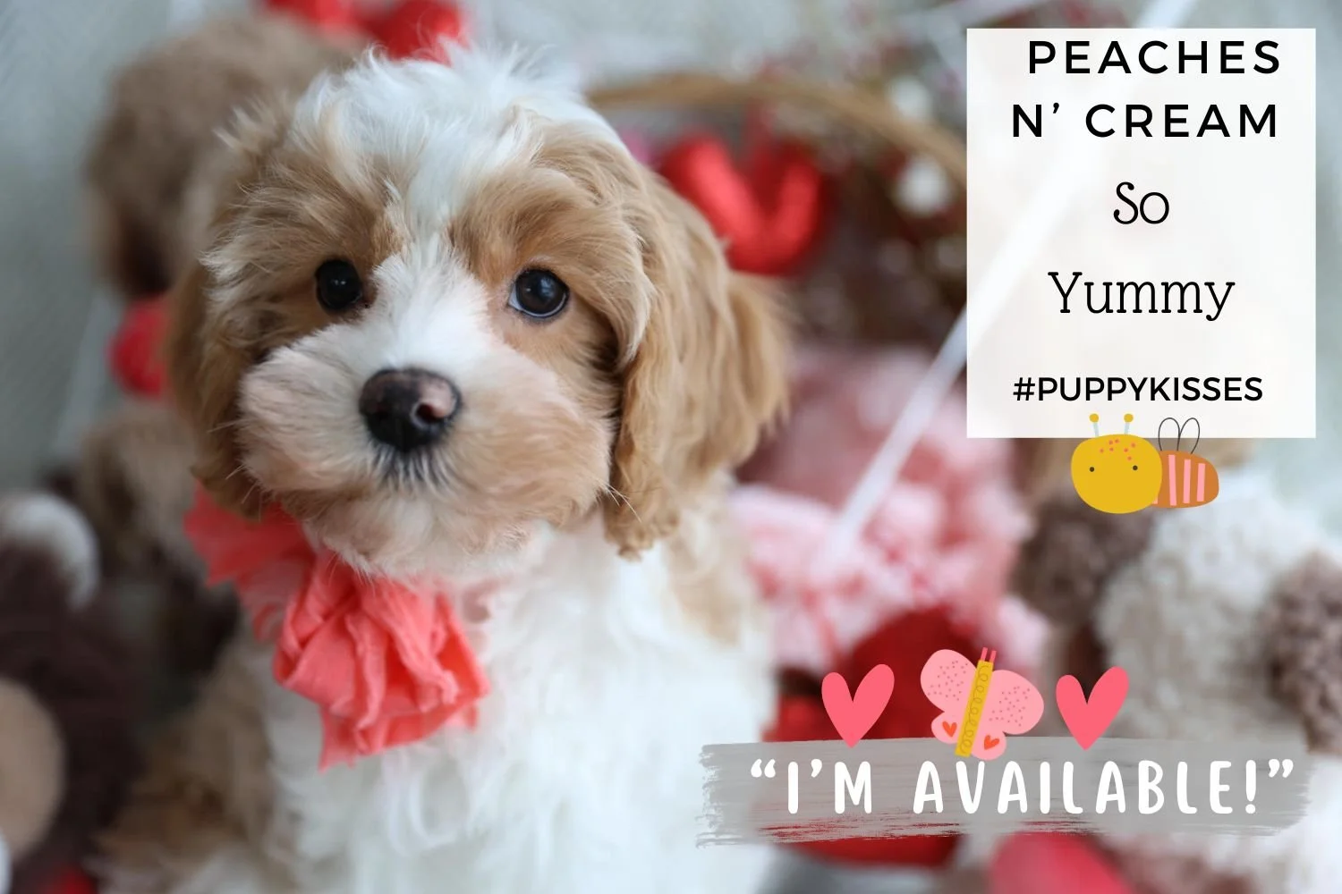 Foxglove Farm Peaches & Cream "Please don't purchase me! I'm on HOLD!"