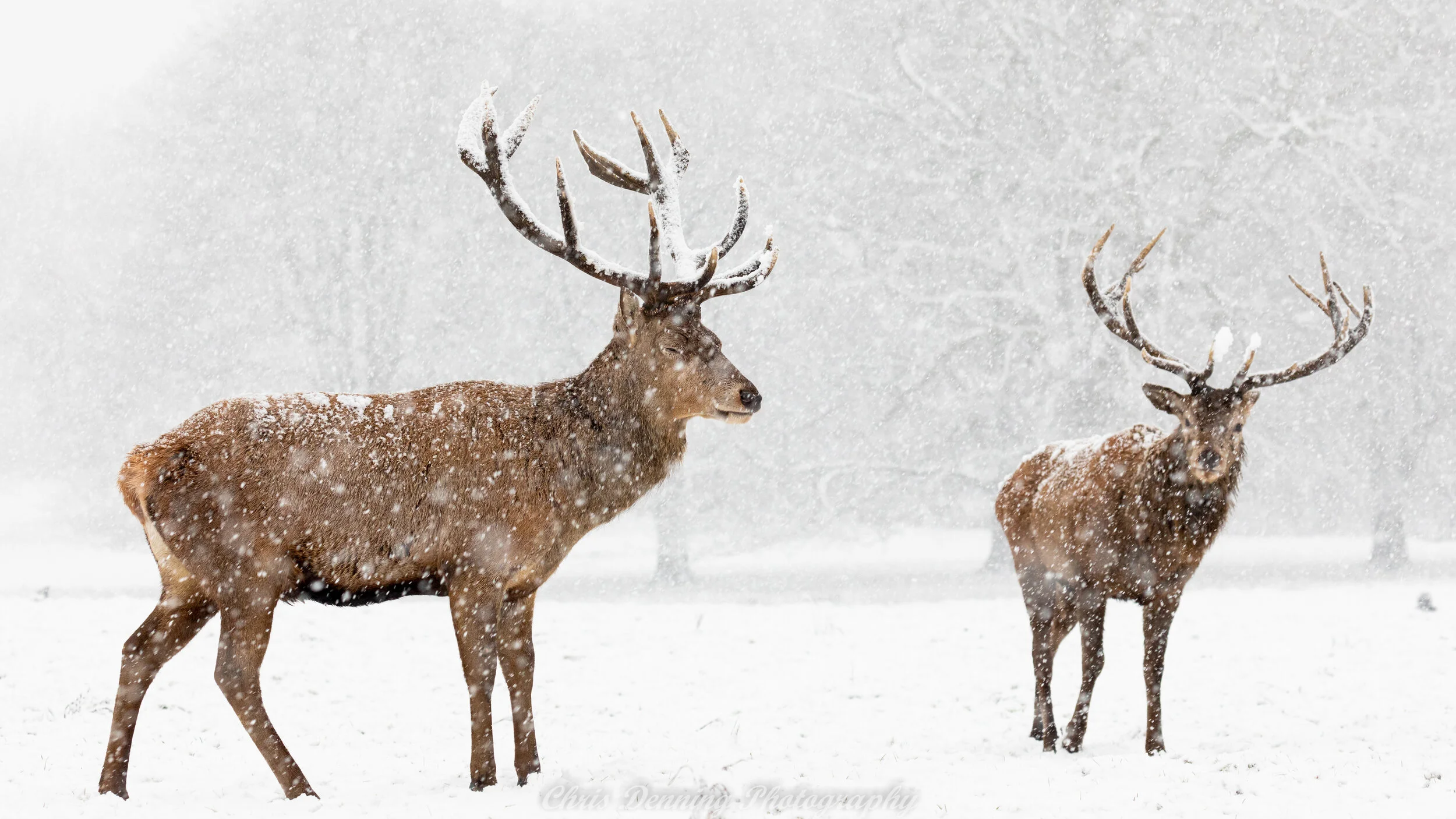 Chris Denning Photography