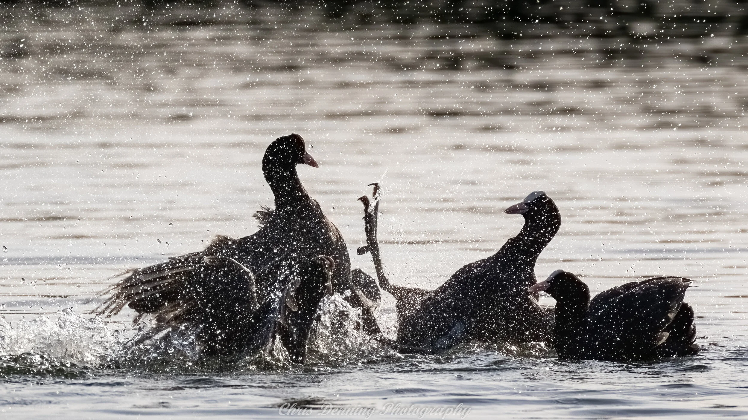 Chris Denning Photography