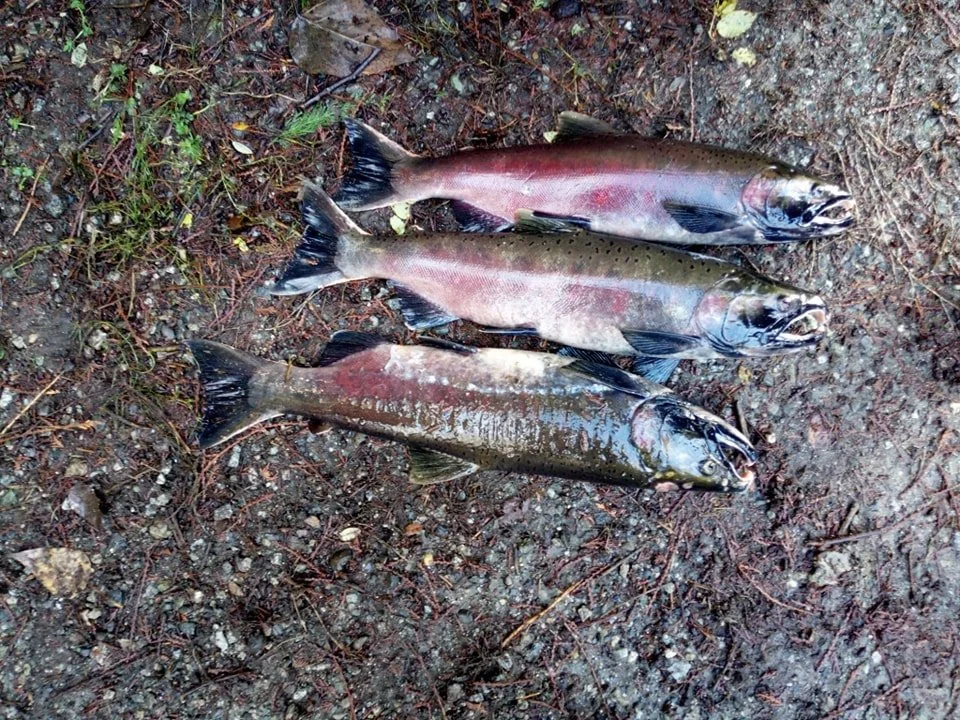 2023 Broodstock Collection Complete — Hoy-Scott Watershed Society