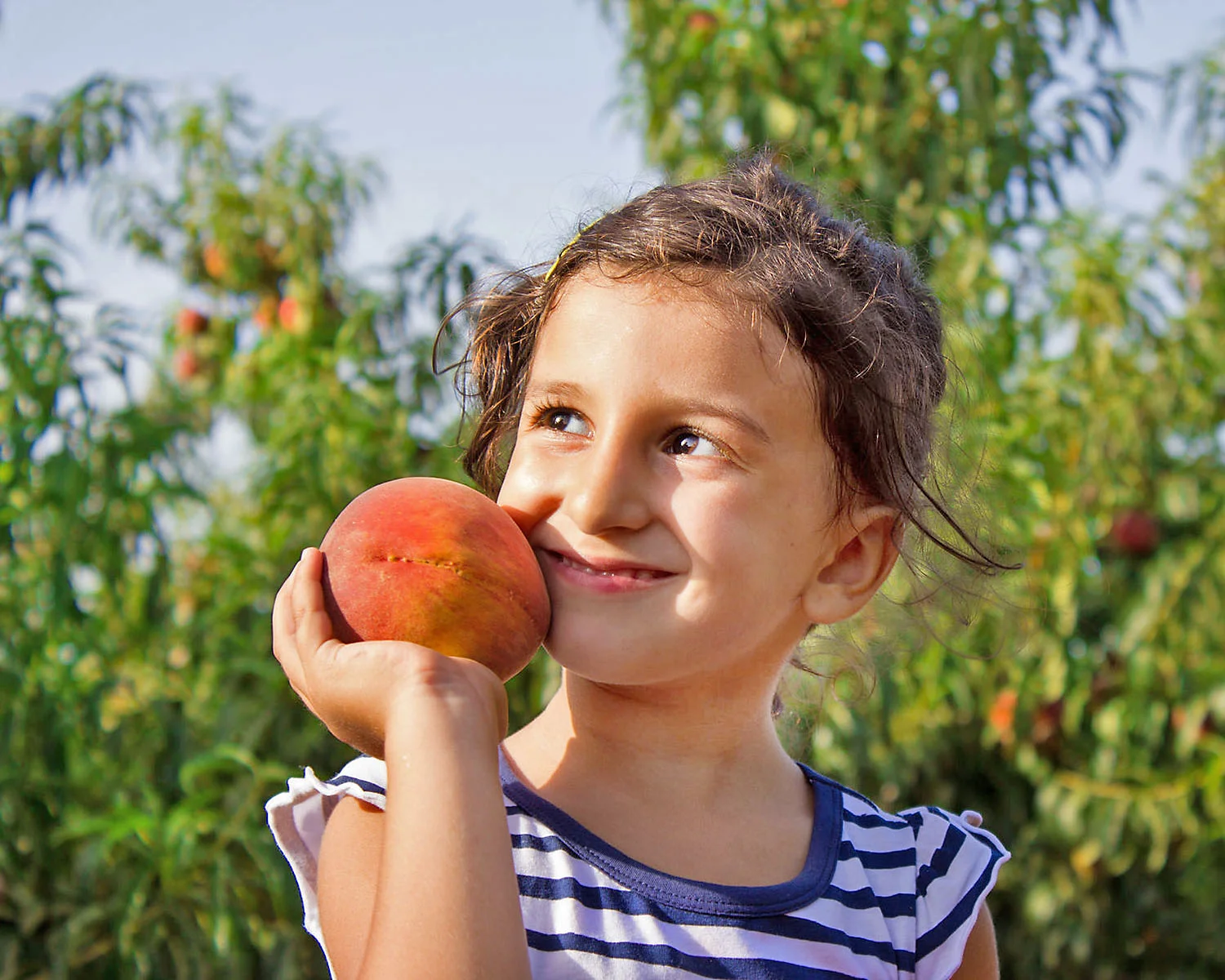Peaches in Greenville, Spartanburg, Greer | Fishers Orchard