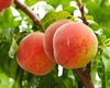 All About Peaches — Fishers Orchard