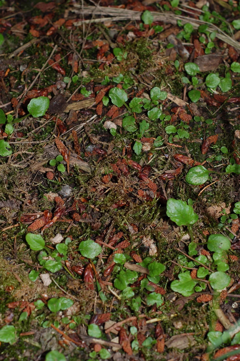 Blog — Northwest Botanista