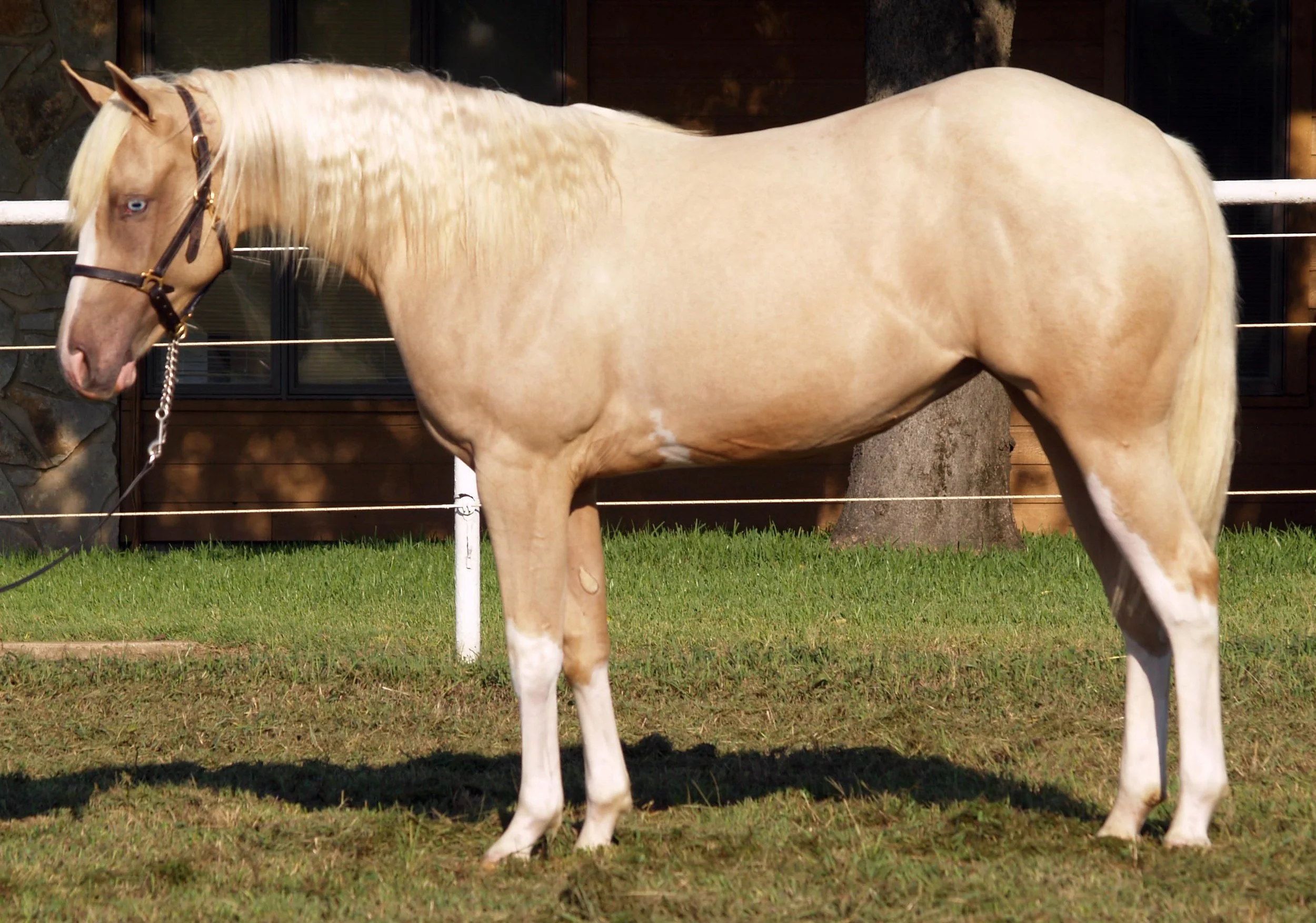 2016 Legacy Sale Horses — McQuay Stables