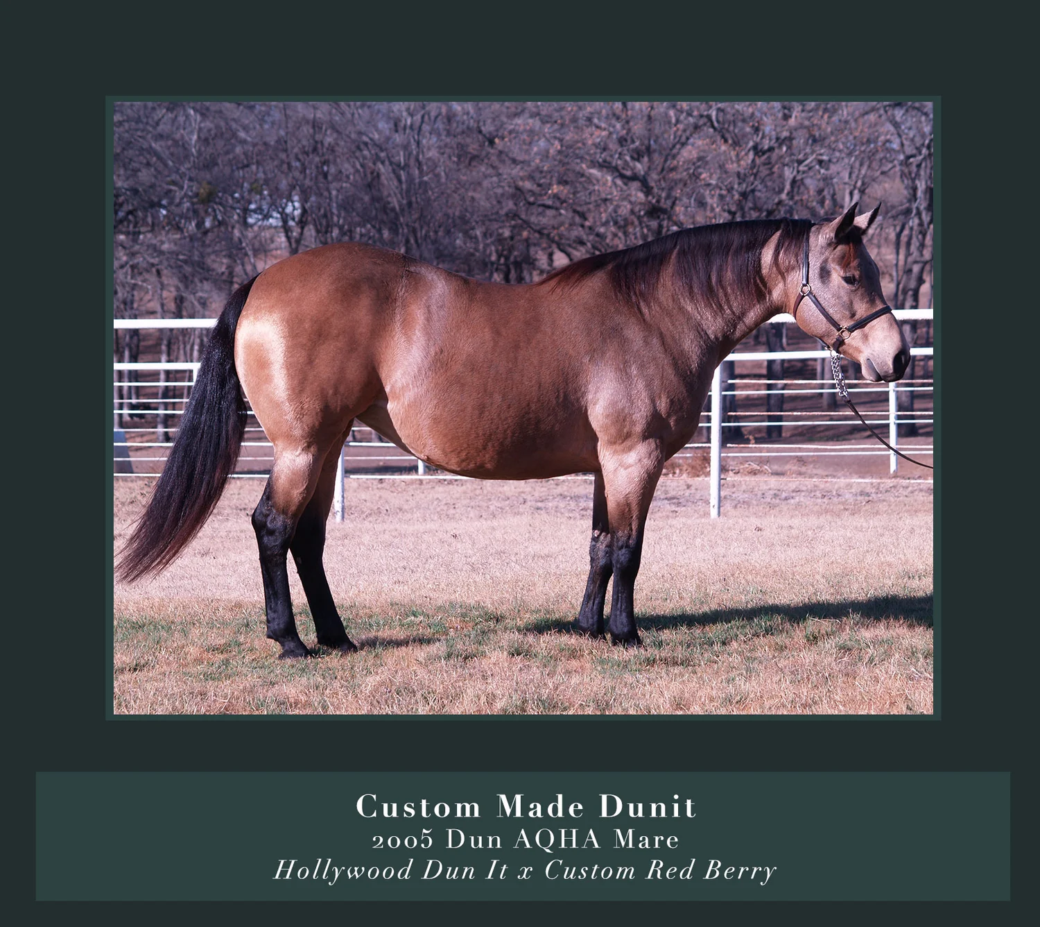 Broodmares — McQuay Stables