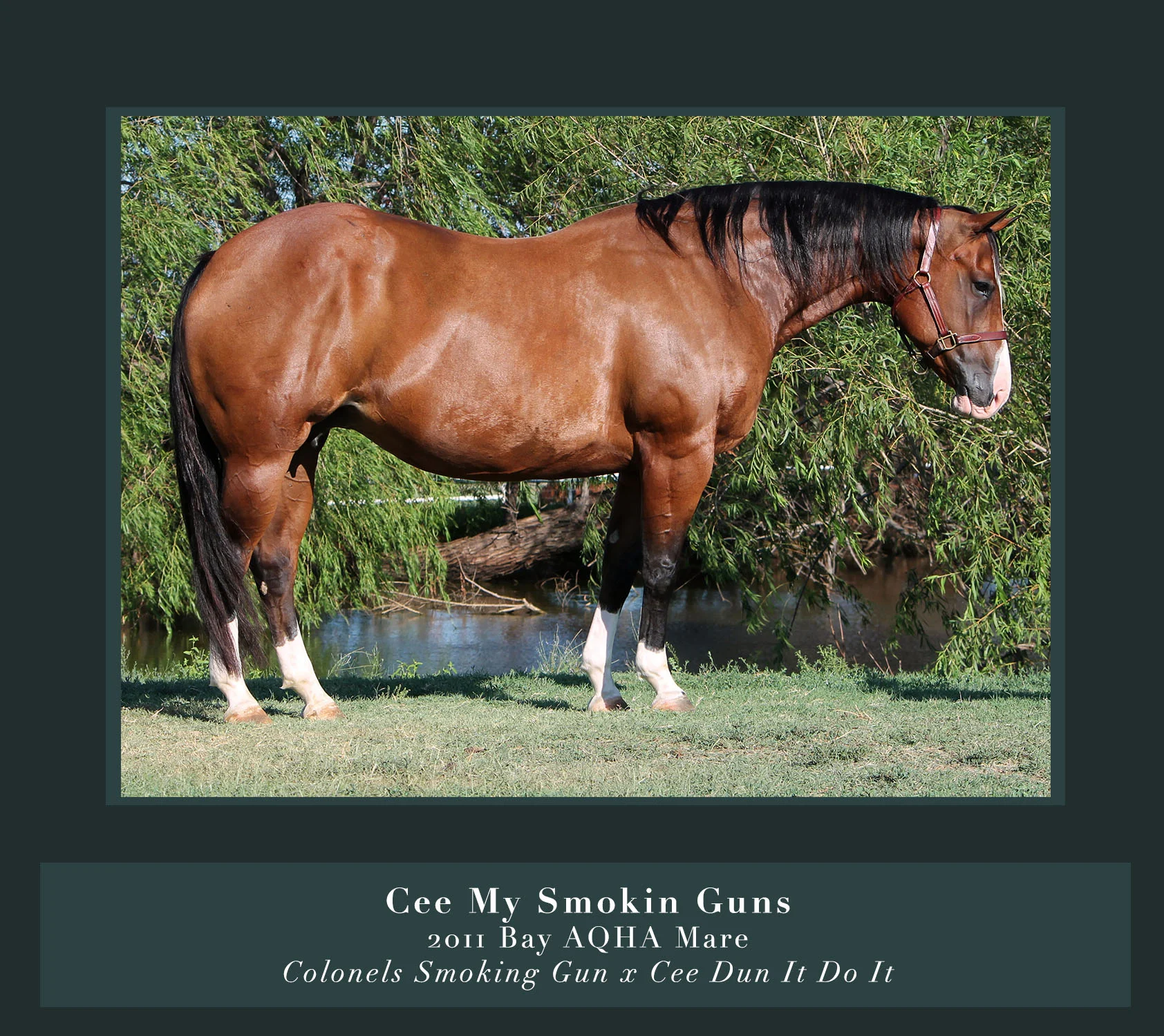 Broodmares — McQuay Stables