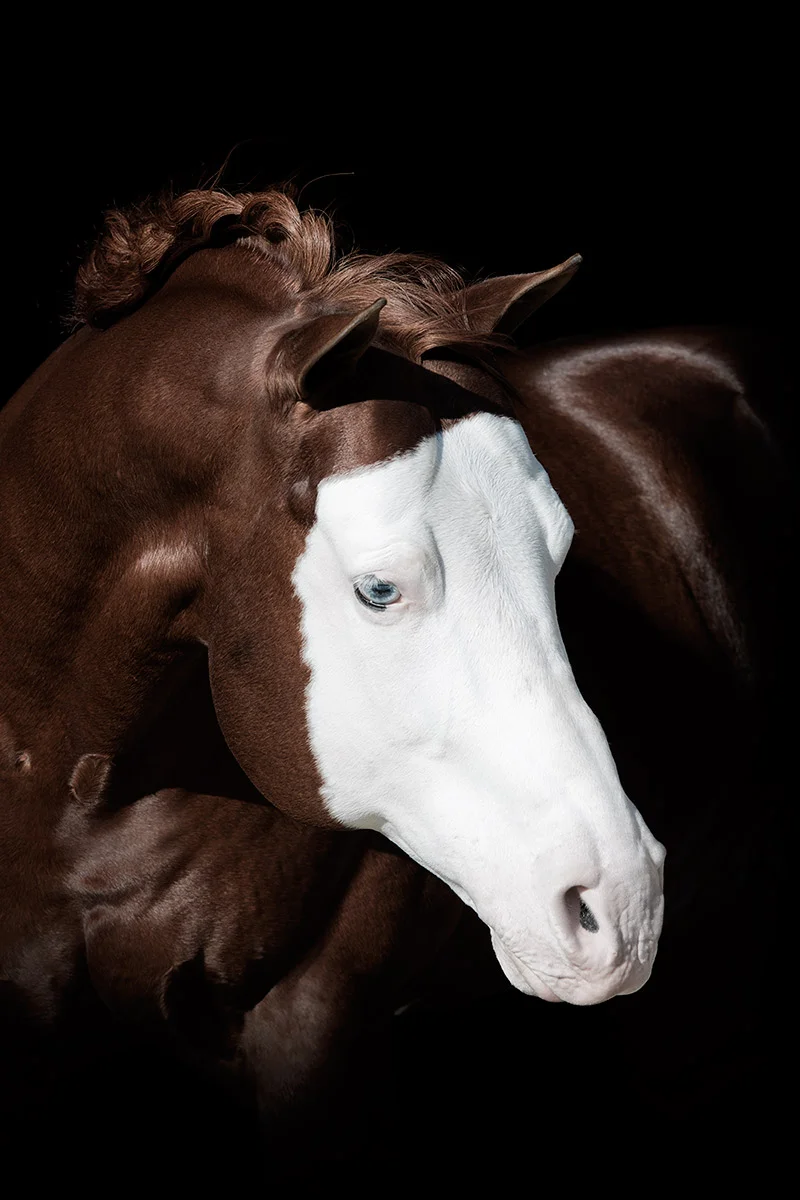 Stallion Roster — McQuay Stables