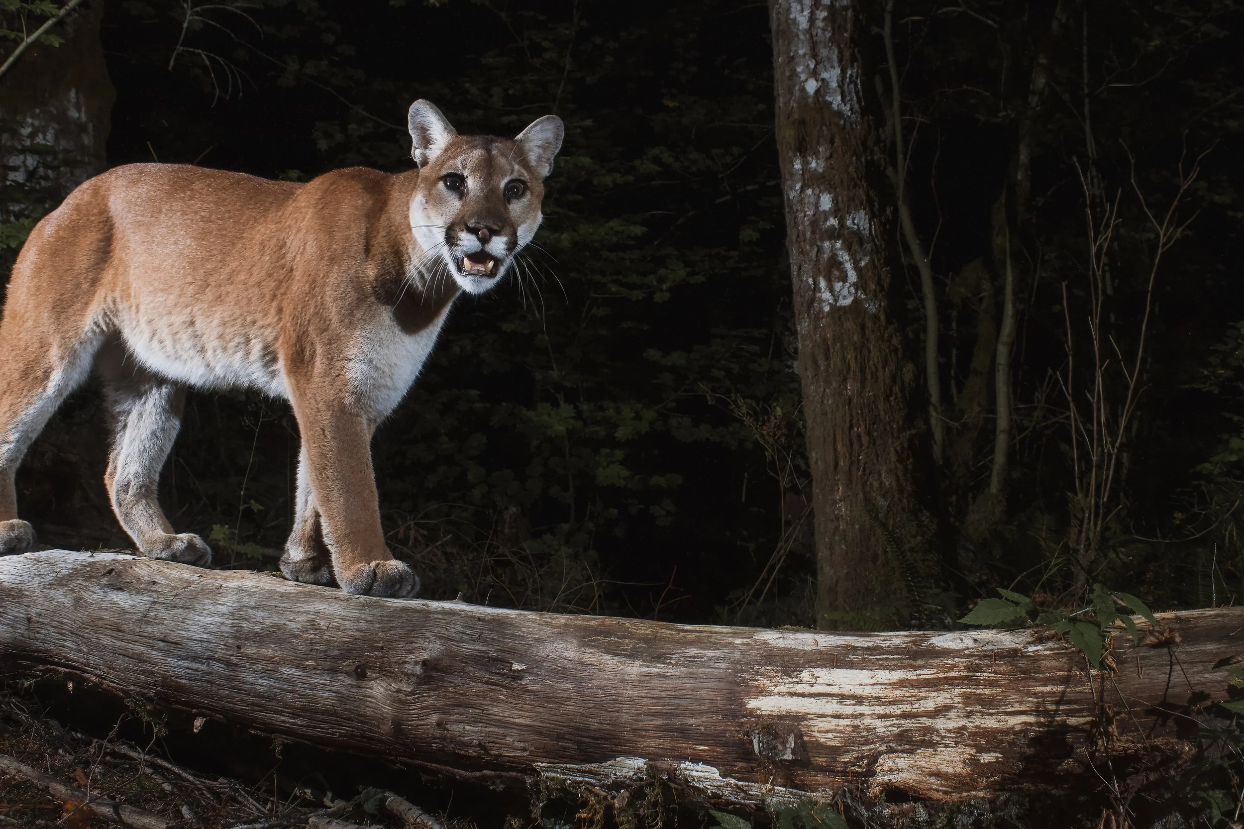 Shop — AlyRenWildlife