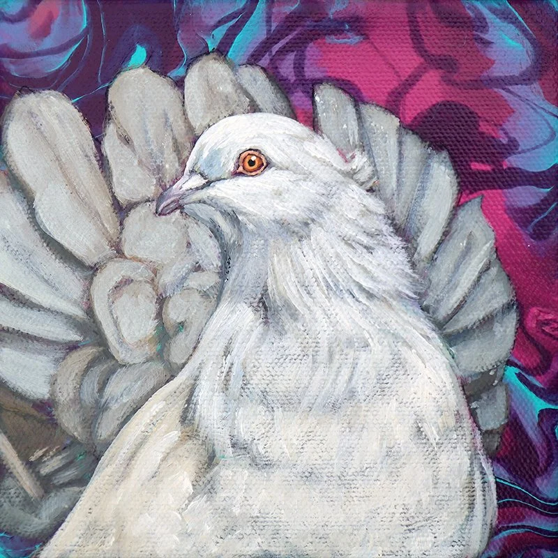 Fantail Pigeon