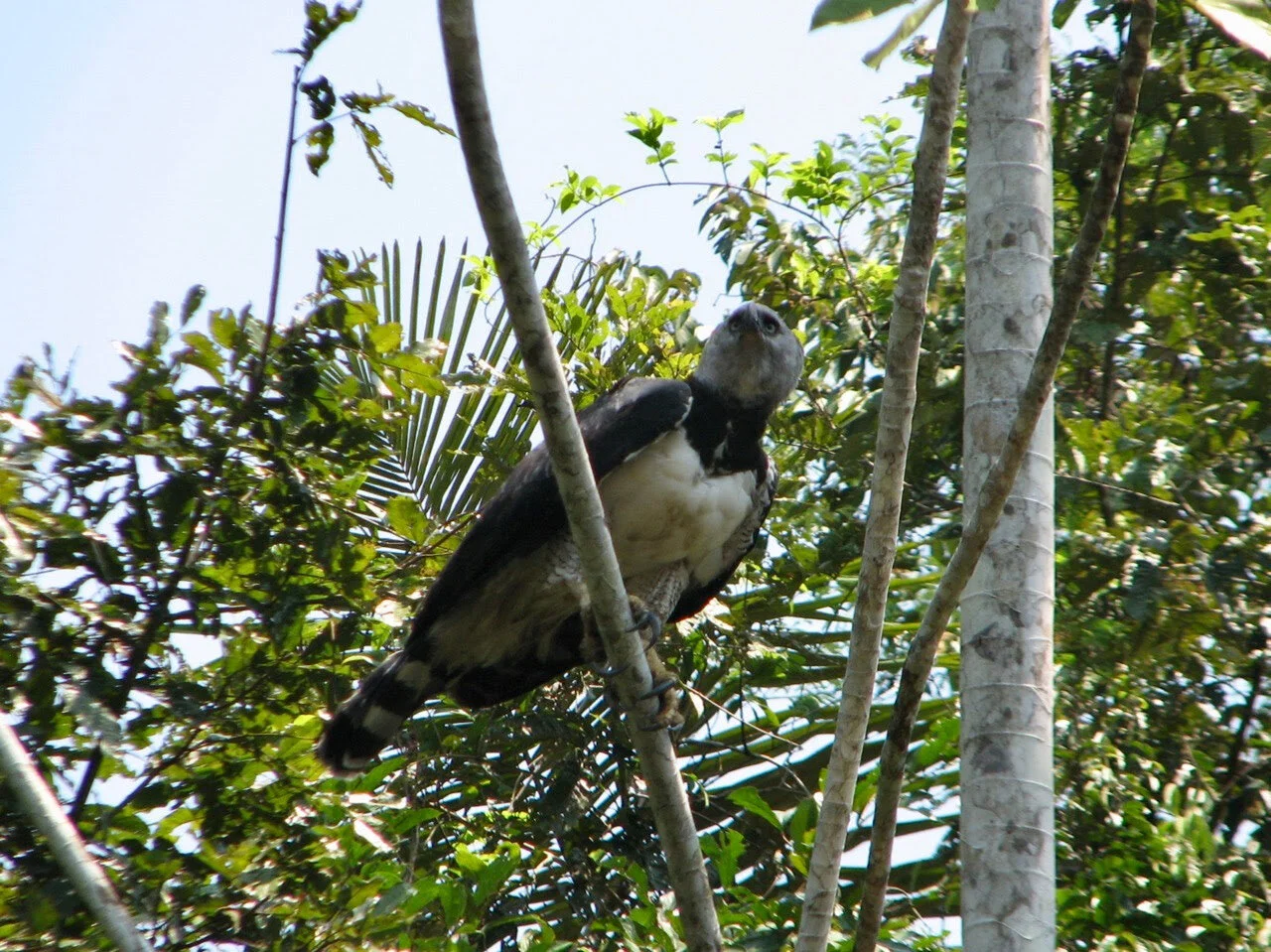 NEWS — Cofan Survival Fund