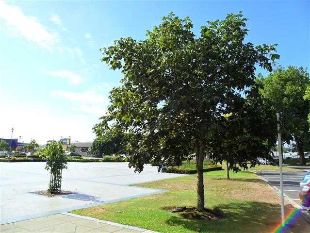 Cambridge Memorial Tree — Memorial Mapping: Transnational 9/11 Memorials