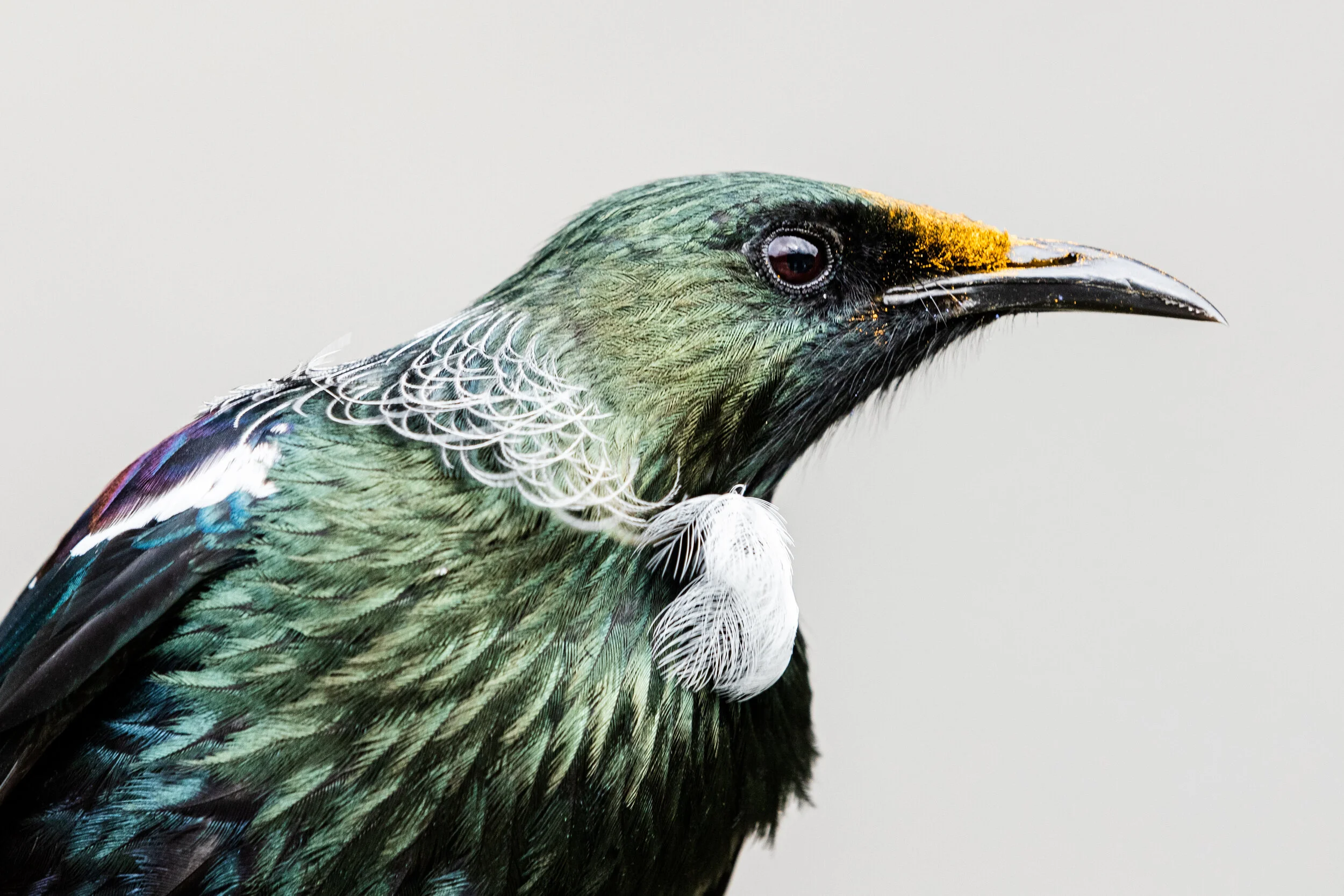 Pollen-soaked Tūī — DANNY ROOD