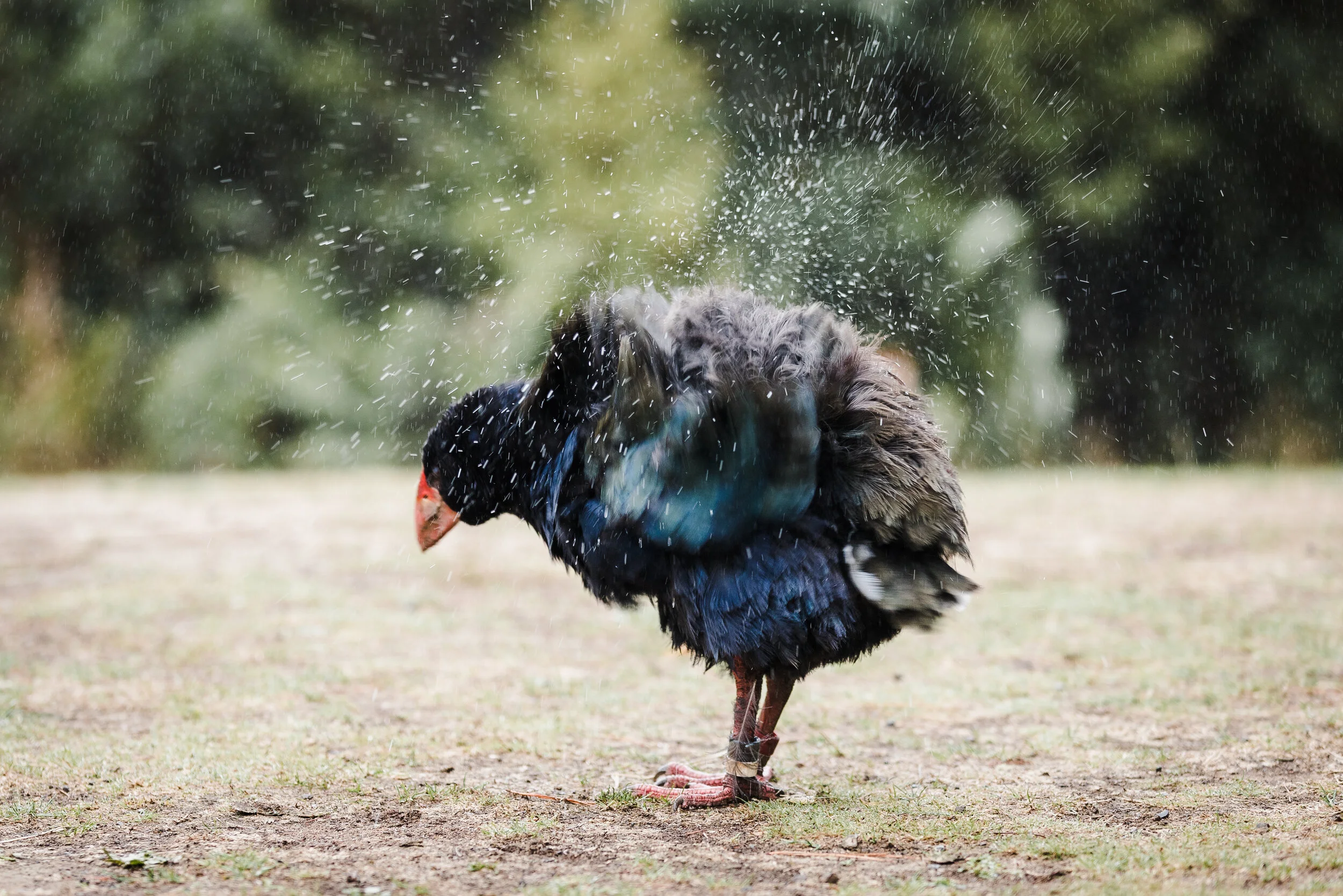 Exhibition! — DANNY ROOD