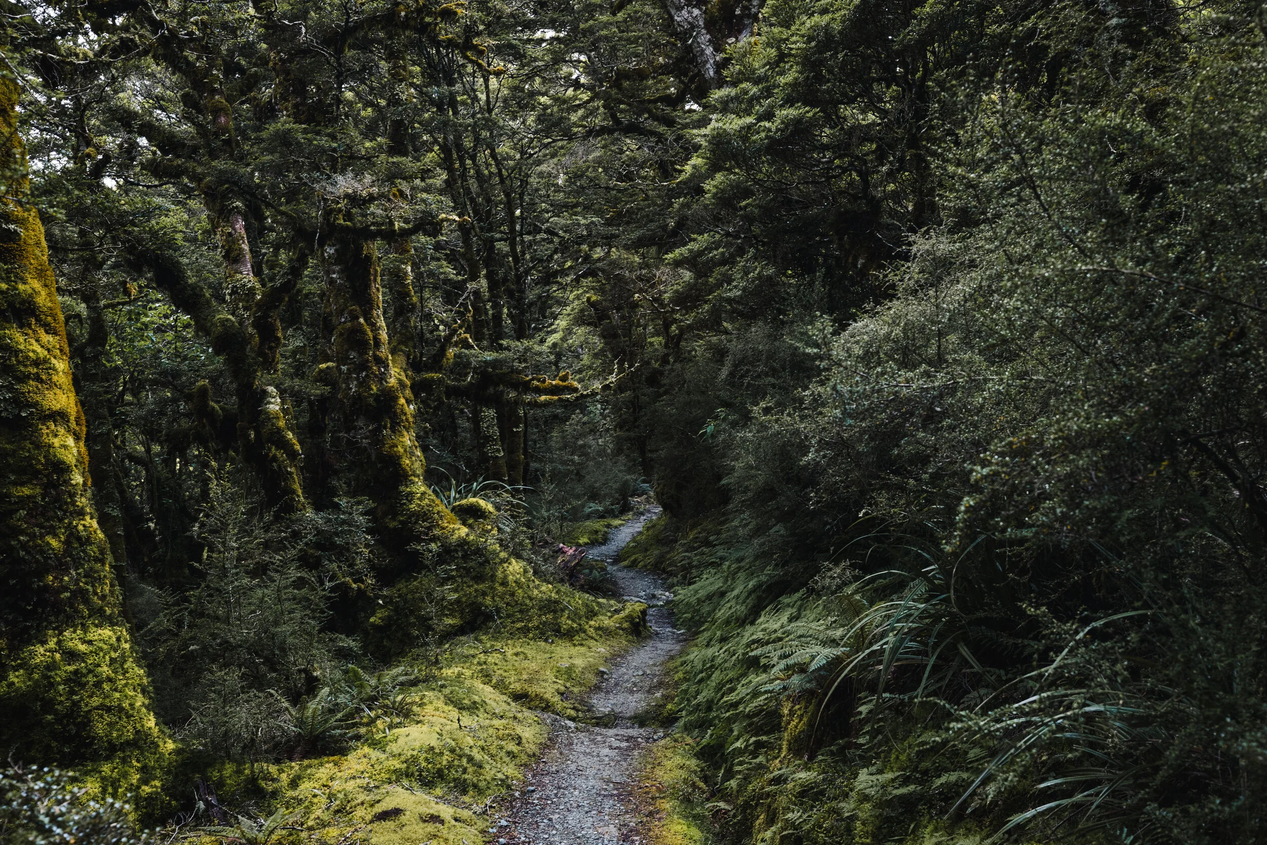 Landscape — DANNY ROOD