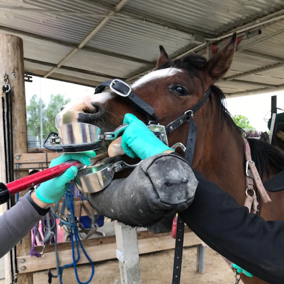 Float a Horse's Teeth — The Fluffball