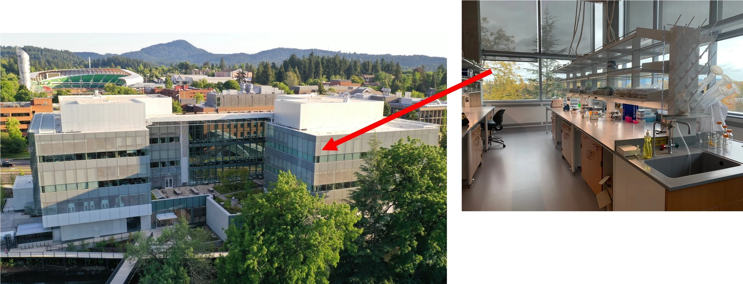 Willett Regenerative Labs