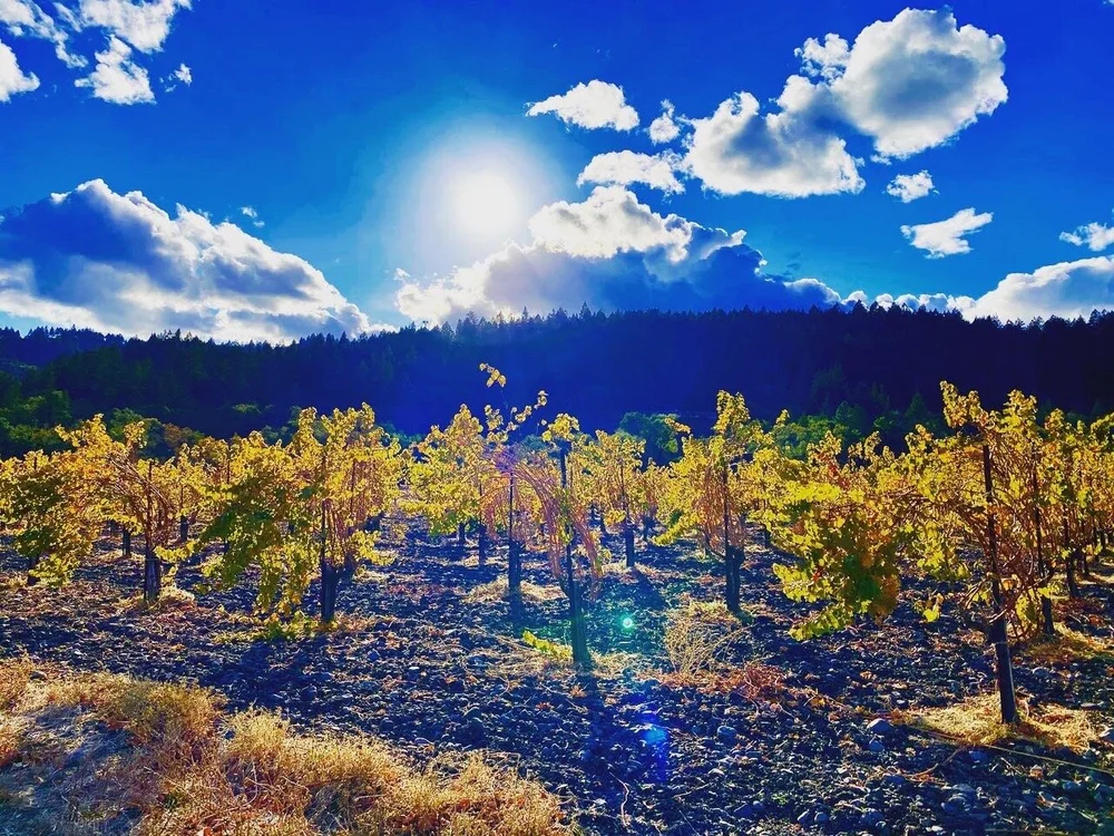 Turley Sauvignon Blanc