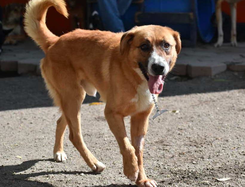 All Dogs — Save Our Scruff