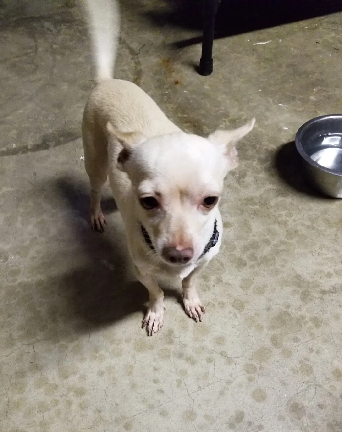 All Dogs — Save Our Scruff