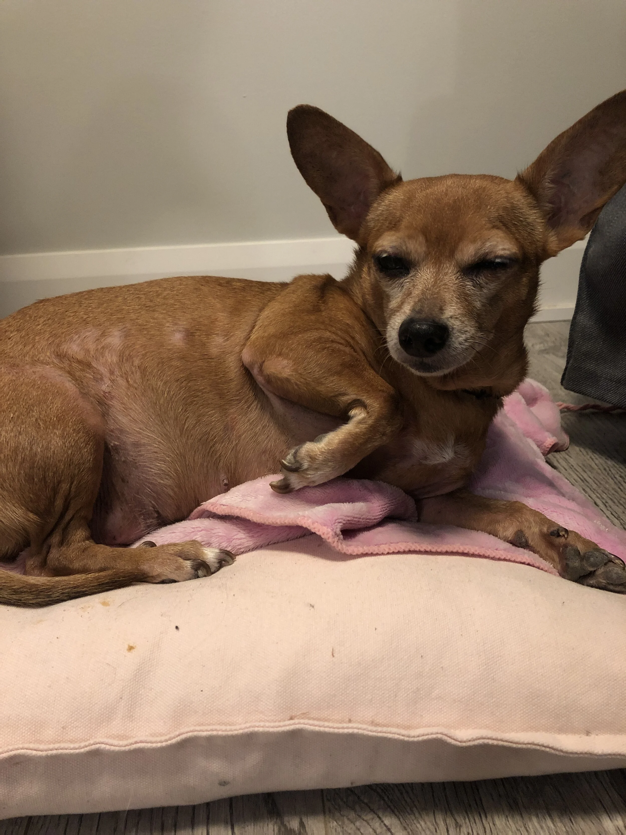 All Dogs — Save Our Scruff