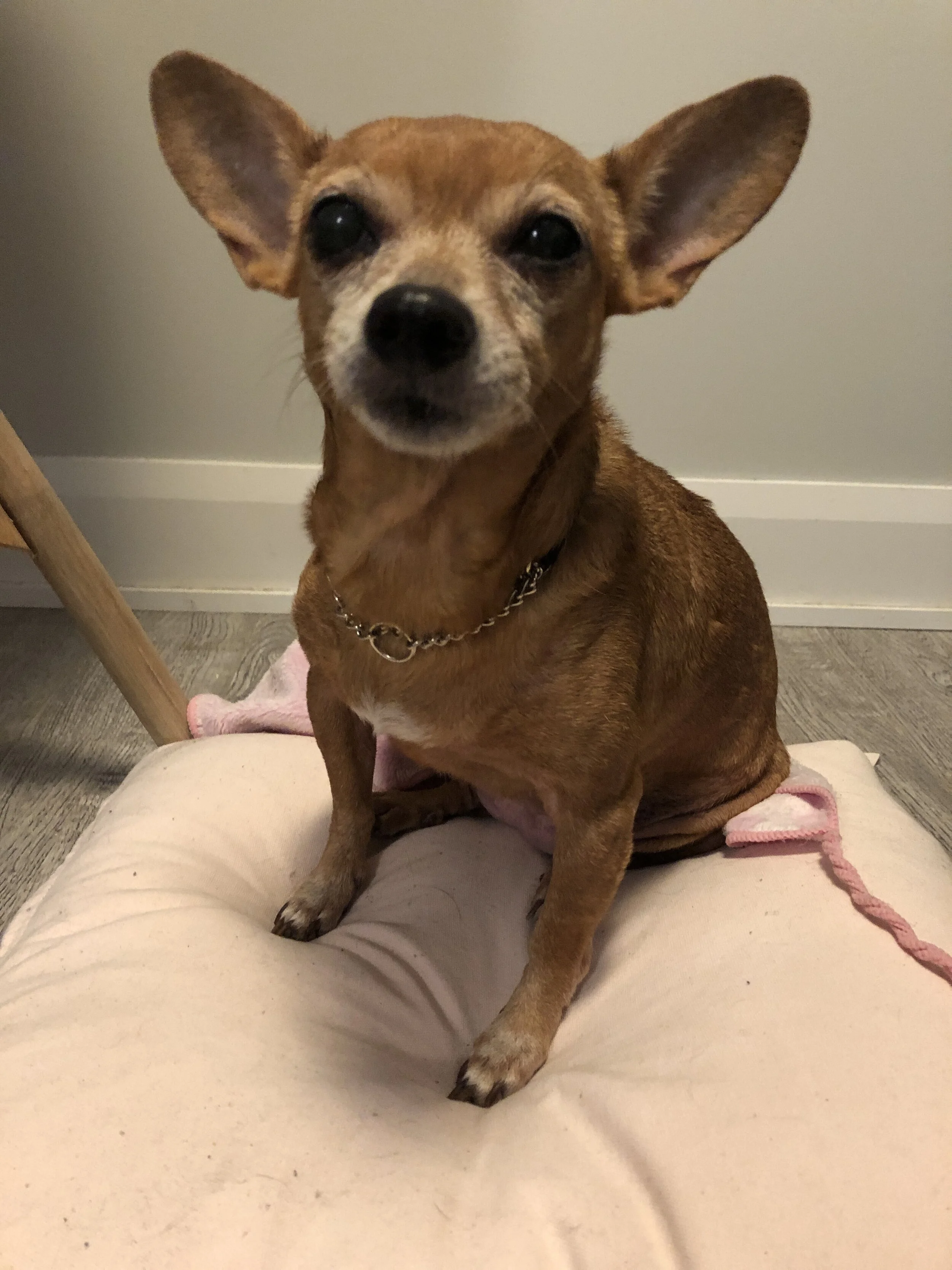 All Dogs — Save Our Scruff