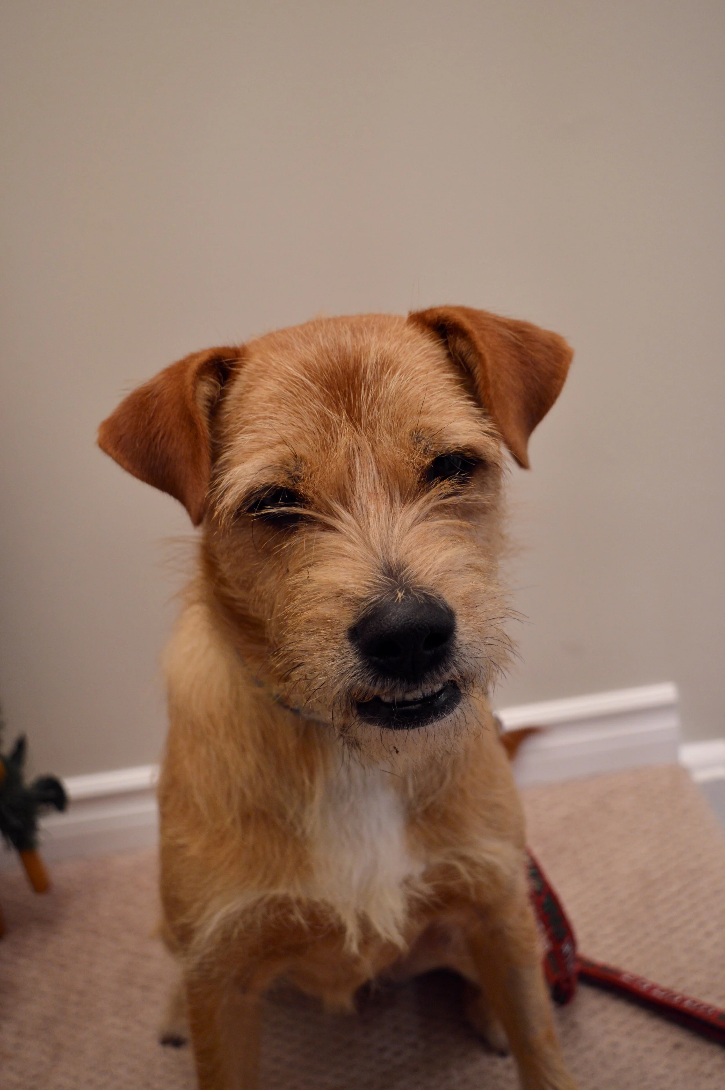 All Dogs — Save Our Scruff