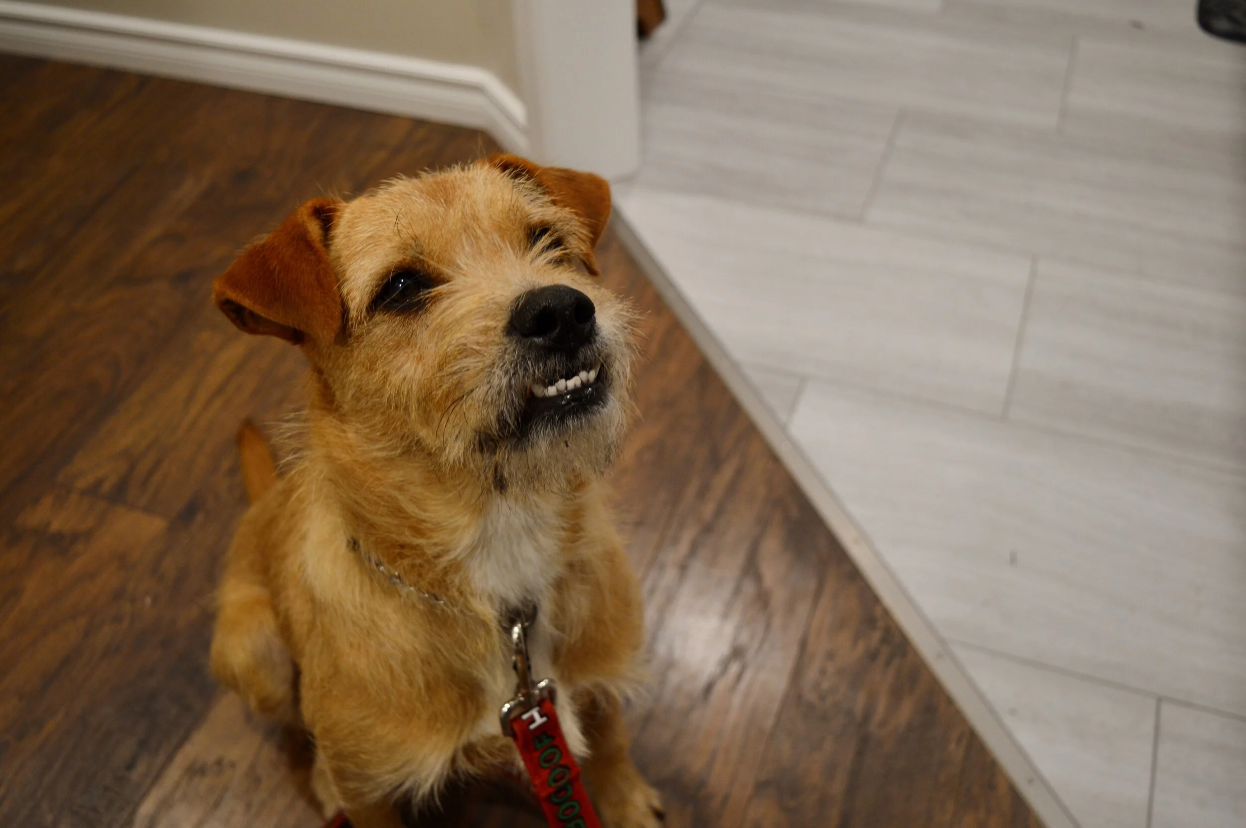 All Dogs — Save Our Scruff