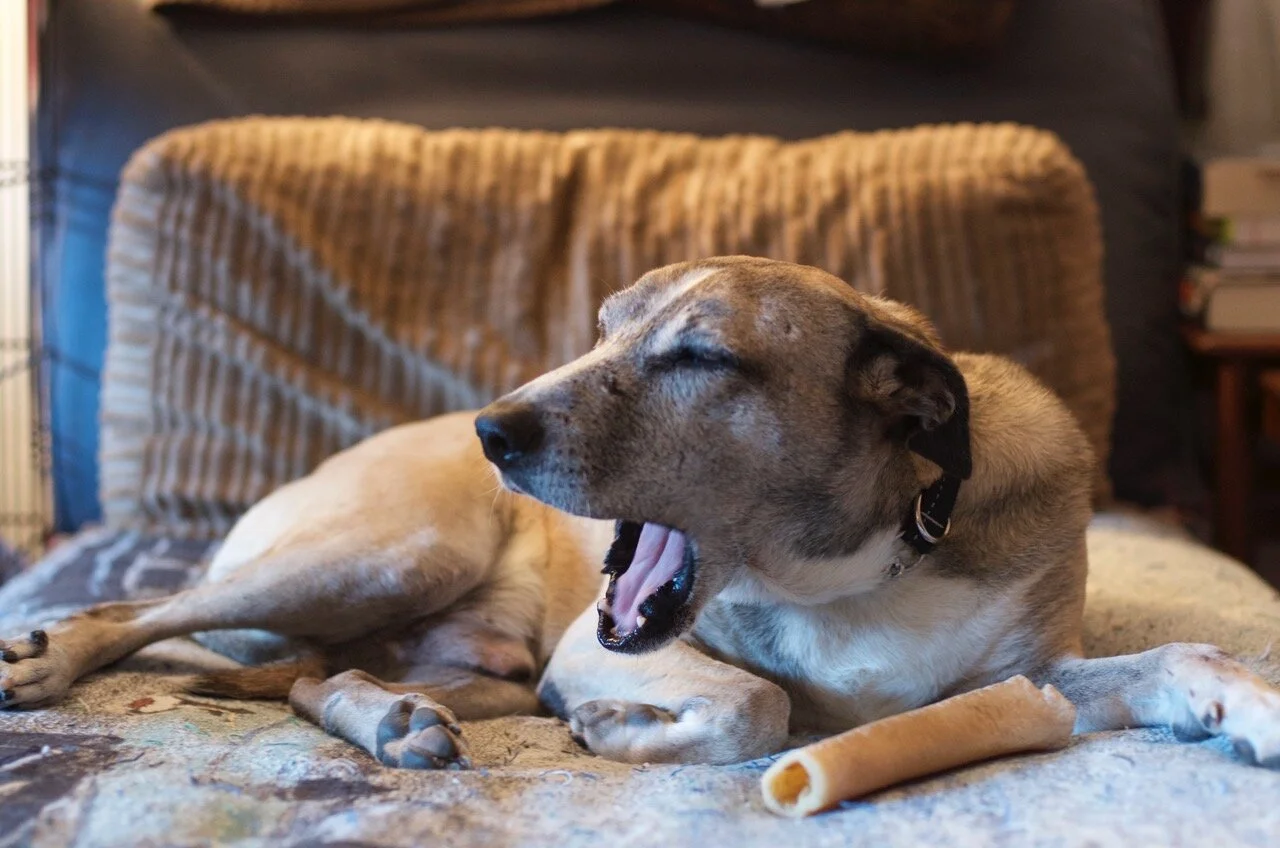 All Dogs — Save Our Scruff