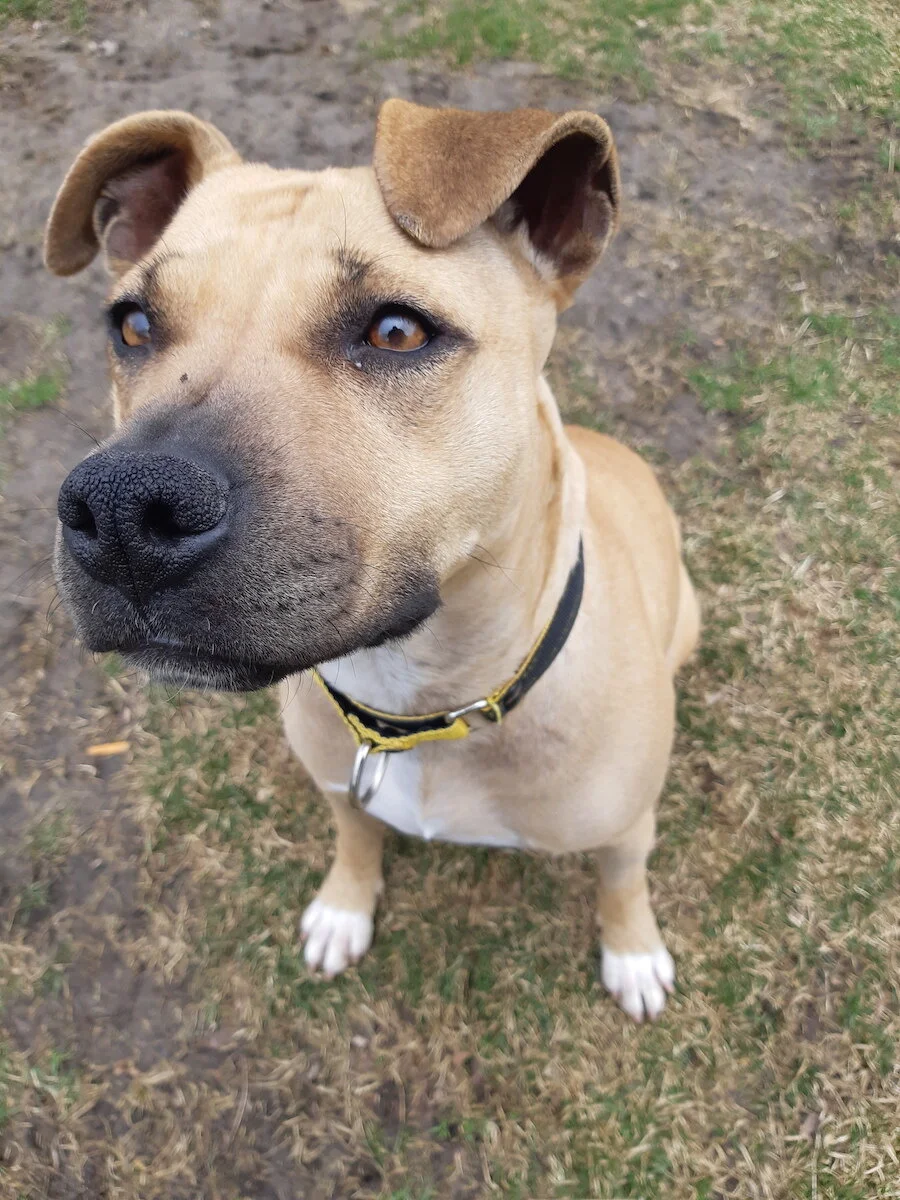 All Dogs — Save Our Scruff