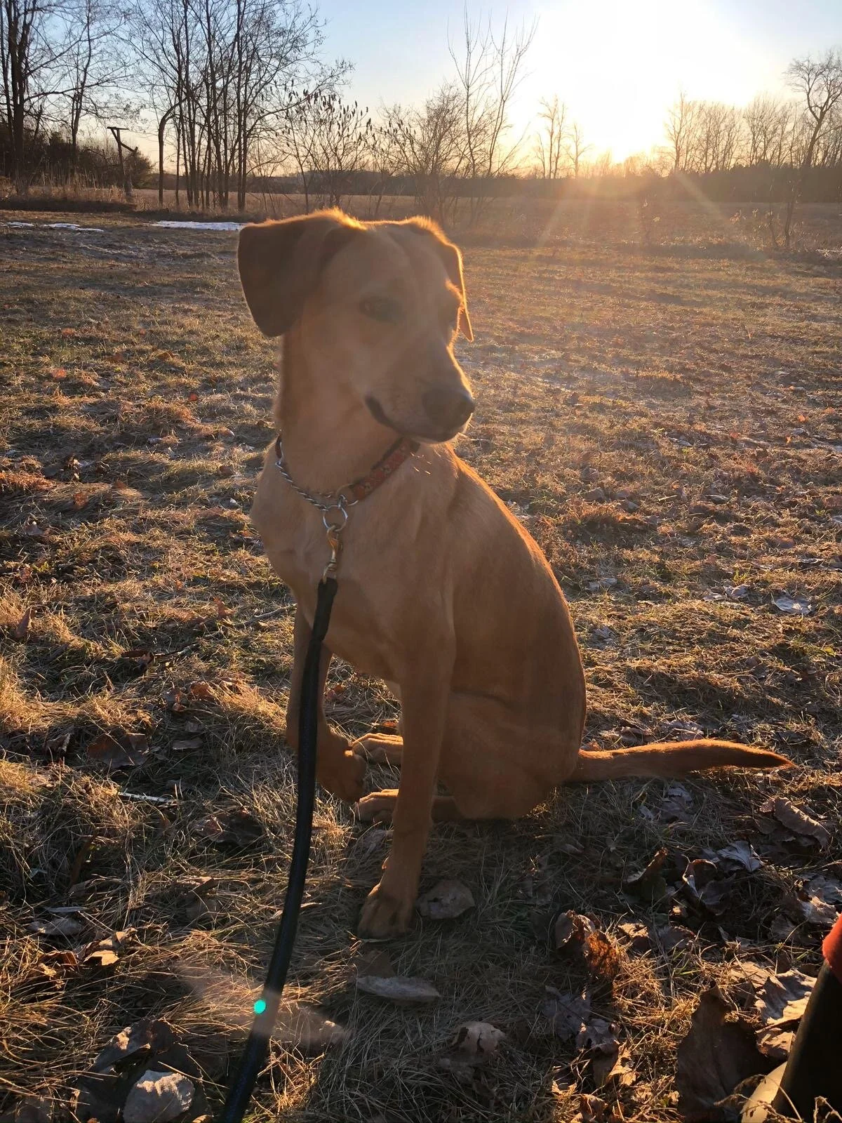 All Dogs — Save Our Scruff