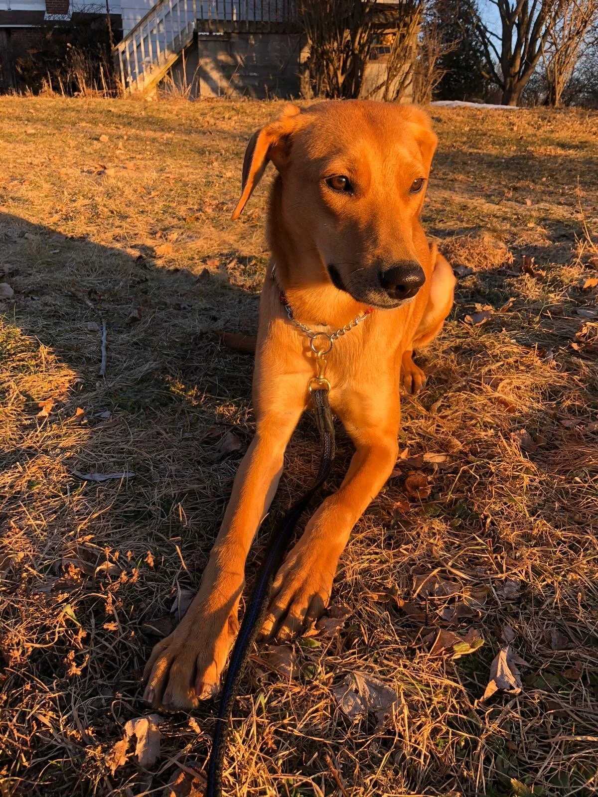 All Dogs — Save Our Scruff