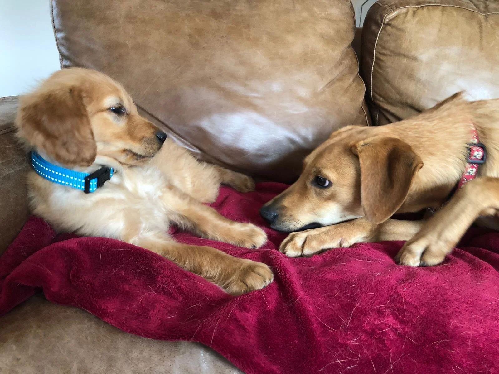 All Dogs — Save Our Scruff