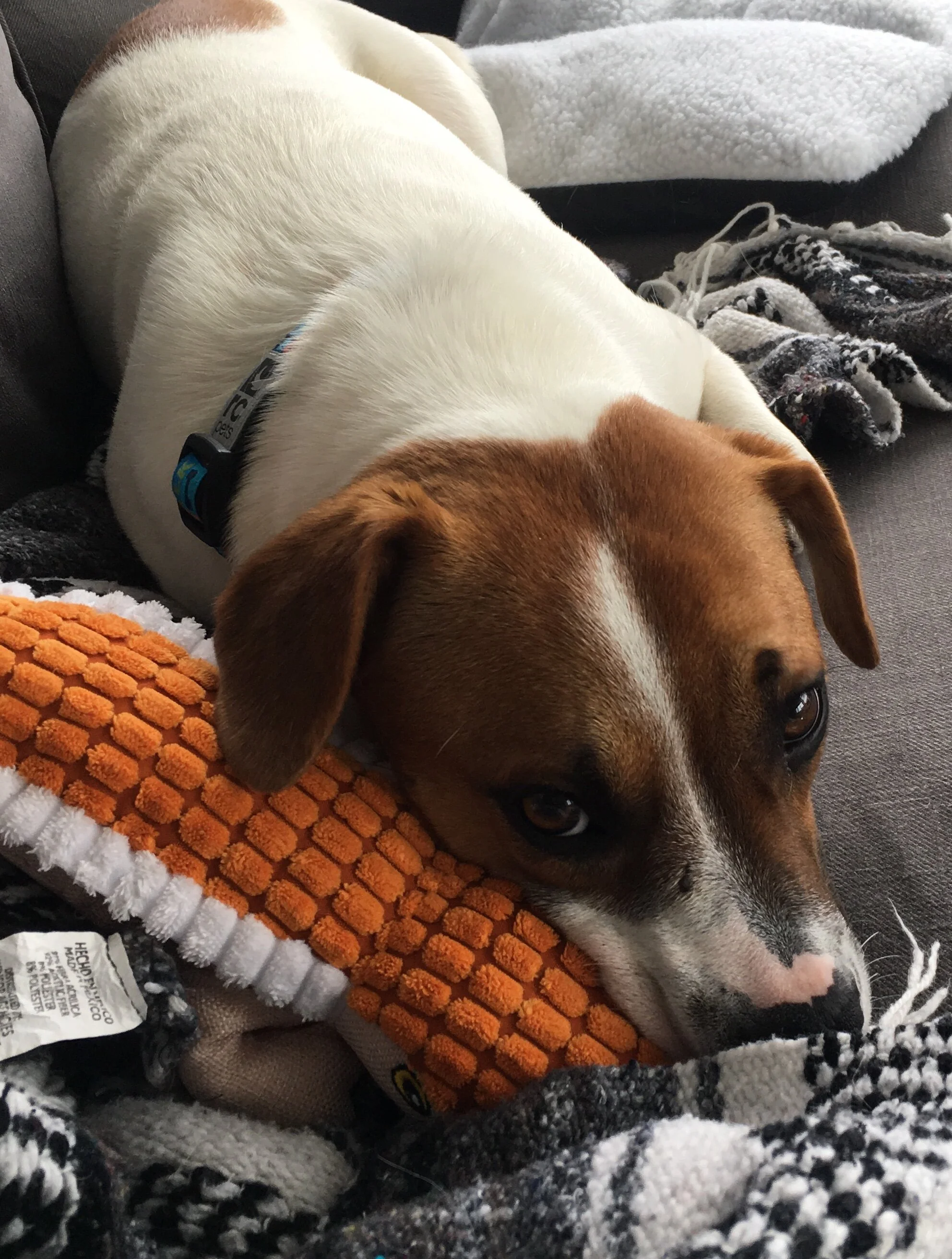 All Dogs — Save Our Scruff